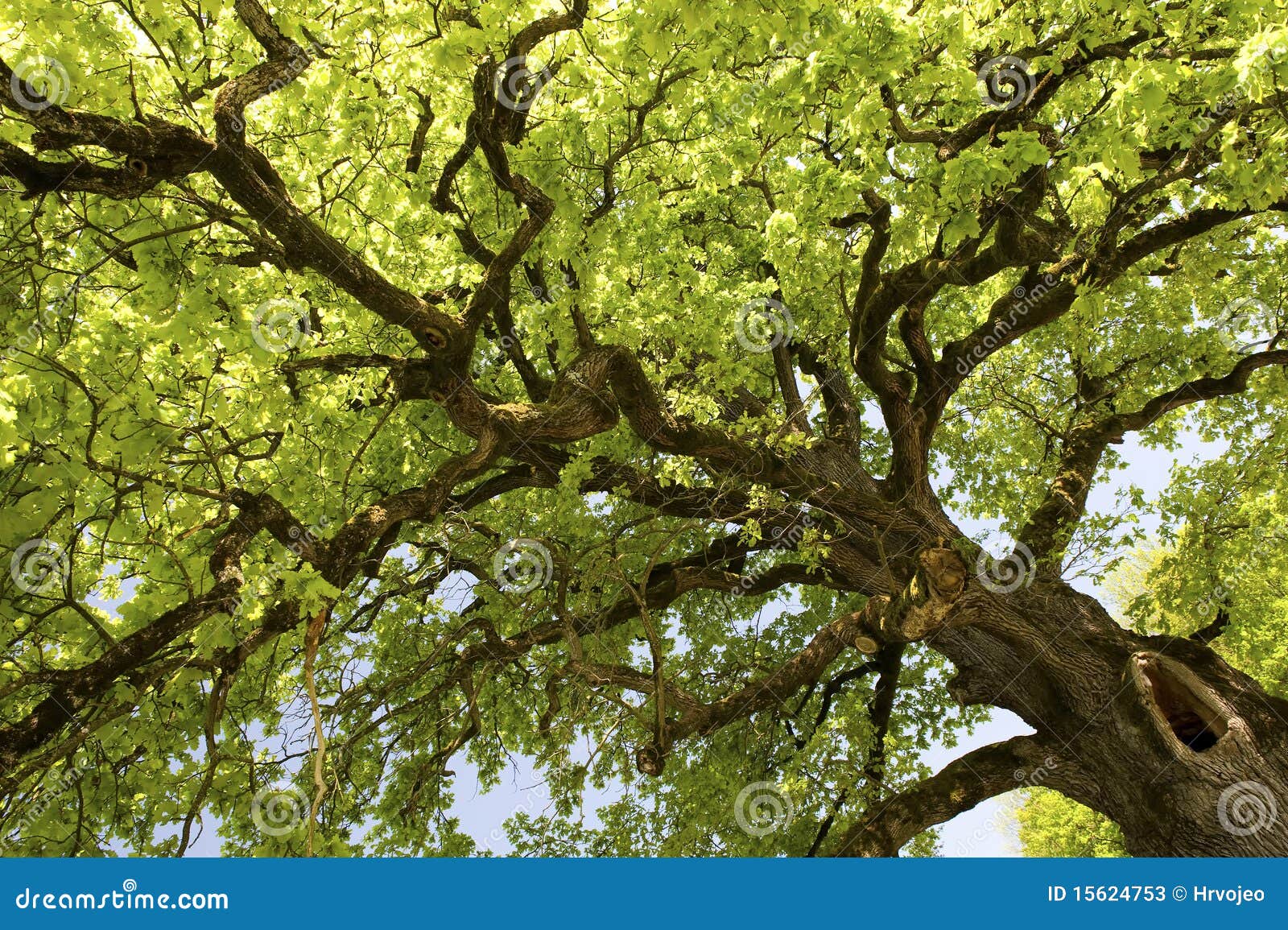 Grande albero immagine stock. Immagine di alto, albero - 15624753