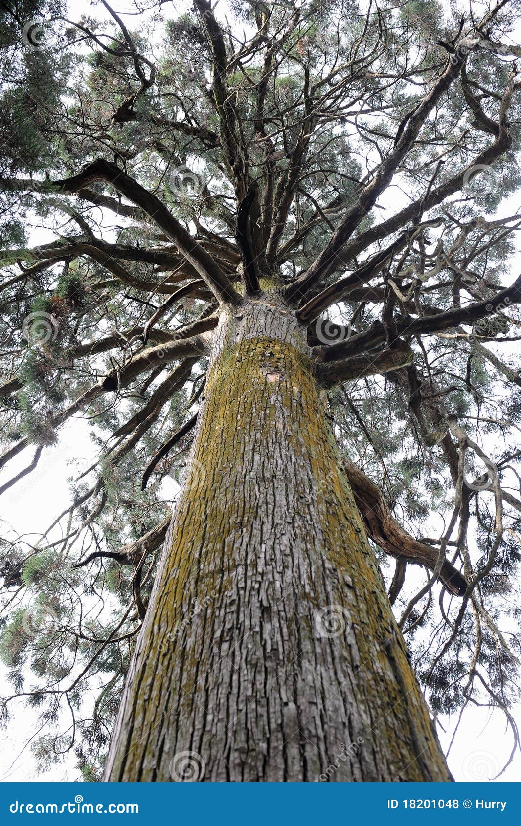 Grande albero fotografia stock. Immagine di tronco, albero - 18201048