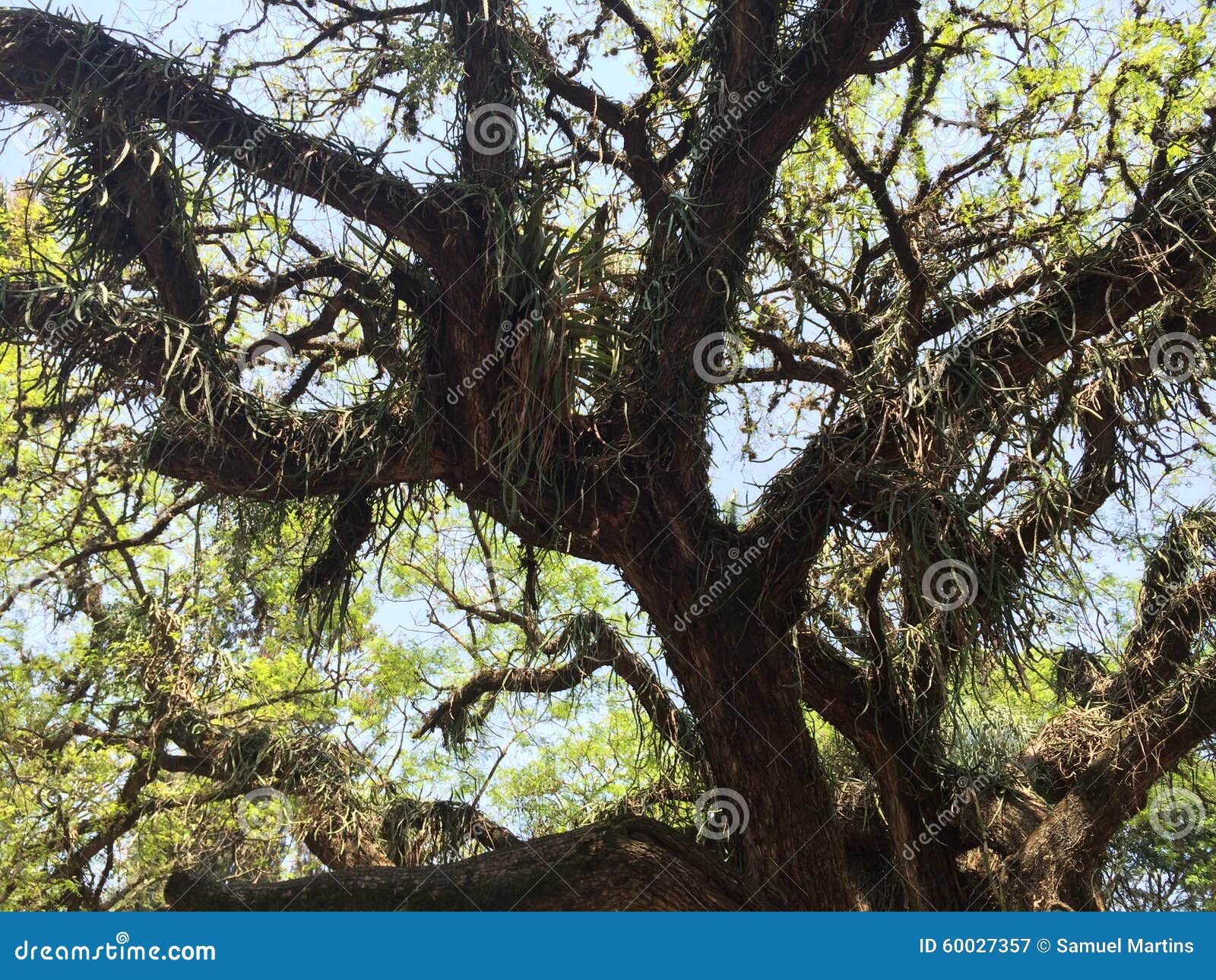 Grande albero immagine stock. Immagine di fondo, filiale - 60027357