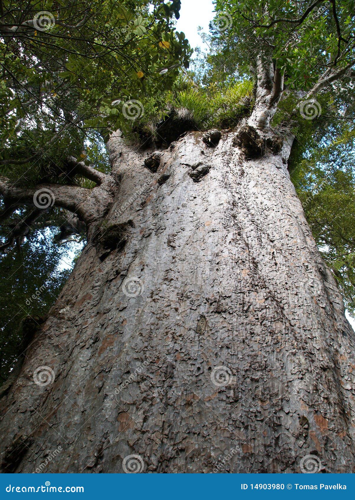Grande albero del kauri fotografia stock. Immagine di posto - 14903980