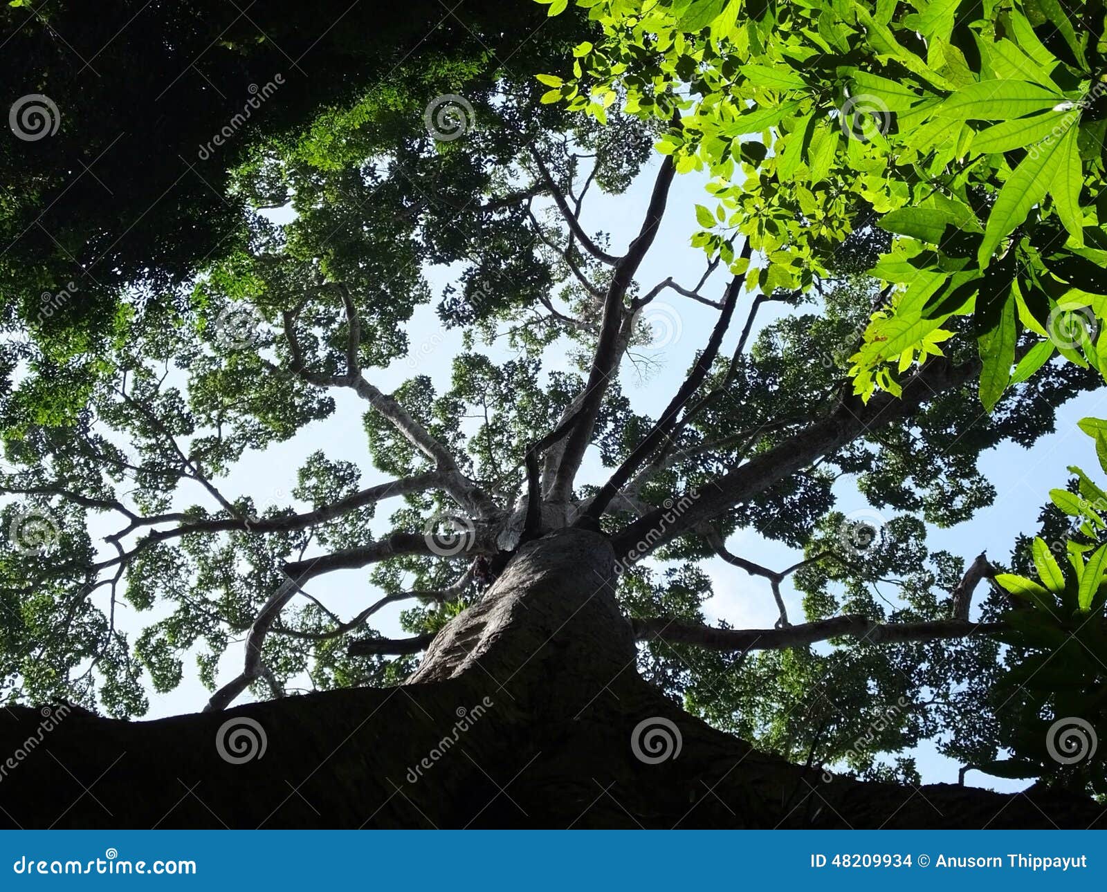 Grande Albero Della Foresta Pluviale Fotografia Stock - Immagine di ...