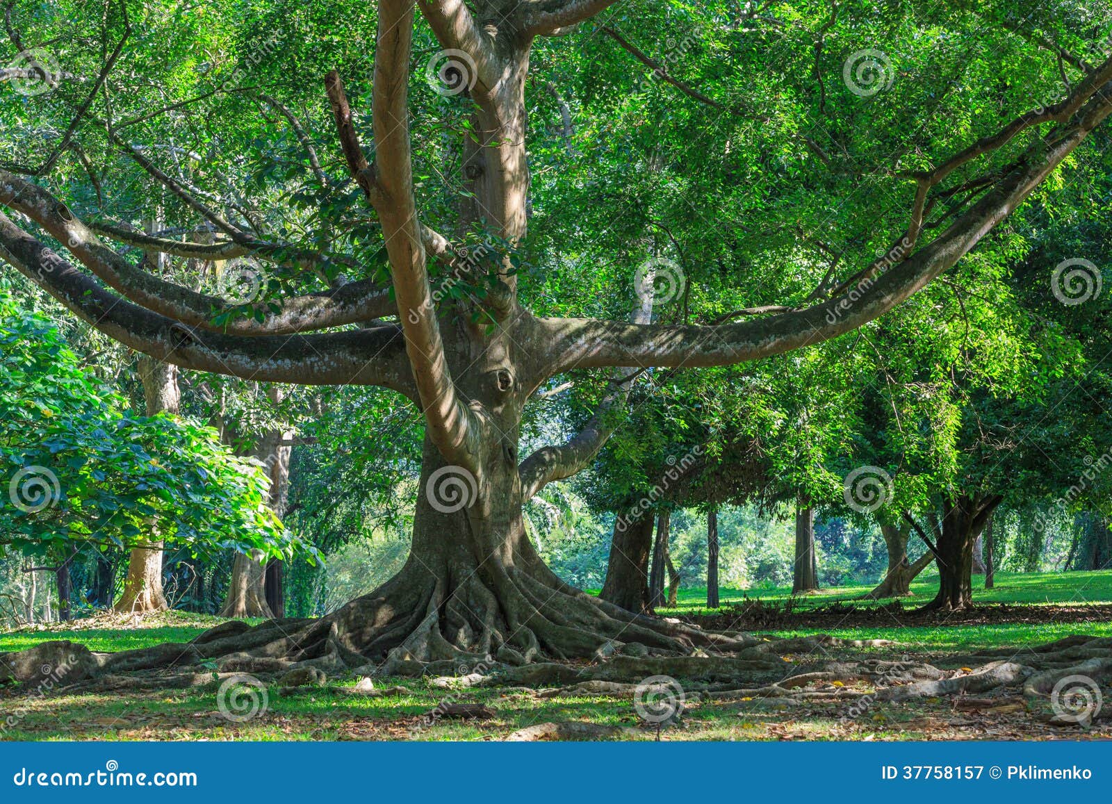 Grande albero di ficus immagine stock. Immagine di asia - 37758157