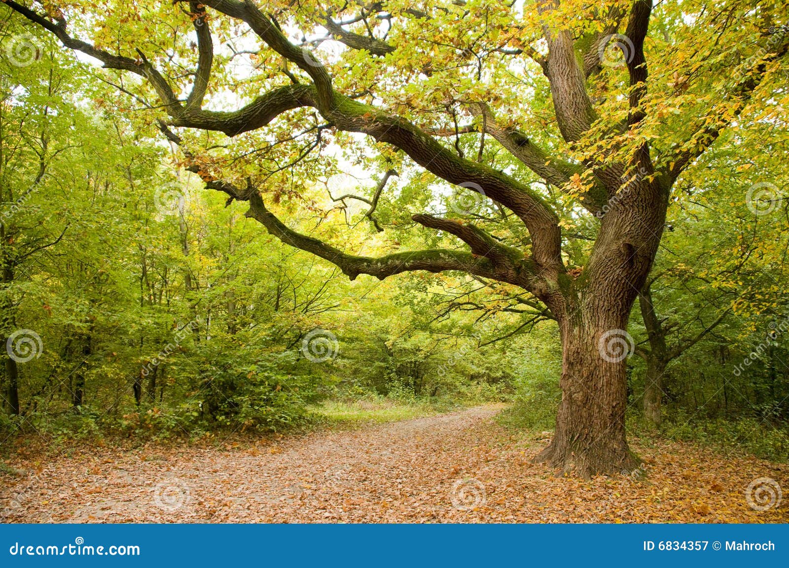 Grande albero di quercia immagine stock. Immagine di verde - 6834357