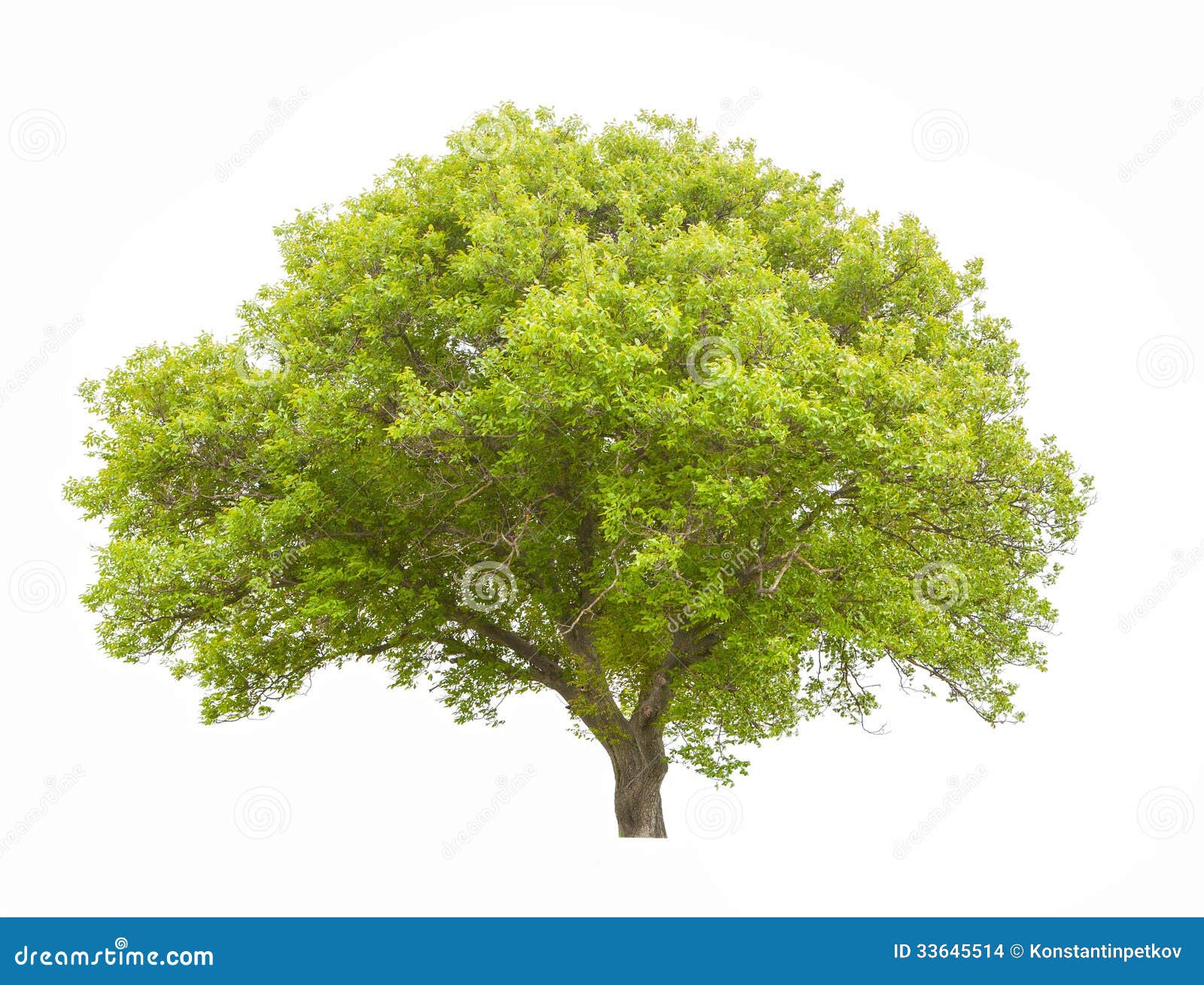 Grande albero verde fotografia stock. Immagine di corteccia - 33645514