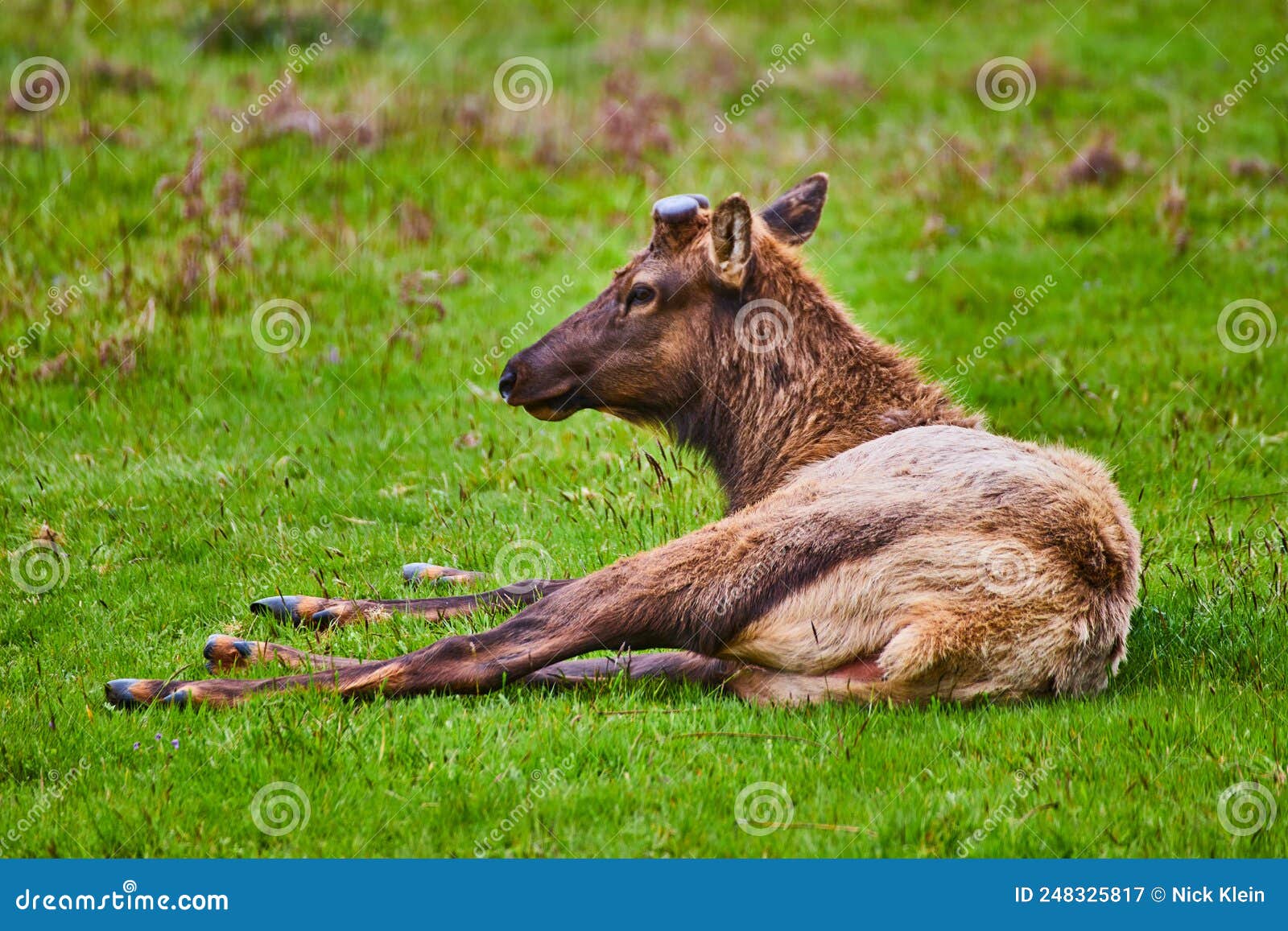 Grande Alce Descansando Num Campo De Grama Imagem de Stock - Imagem de ...