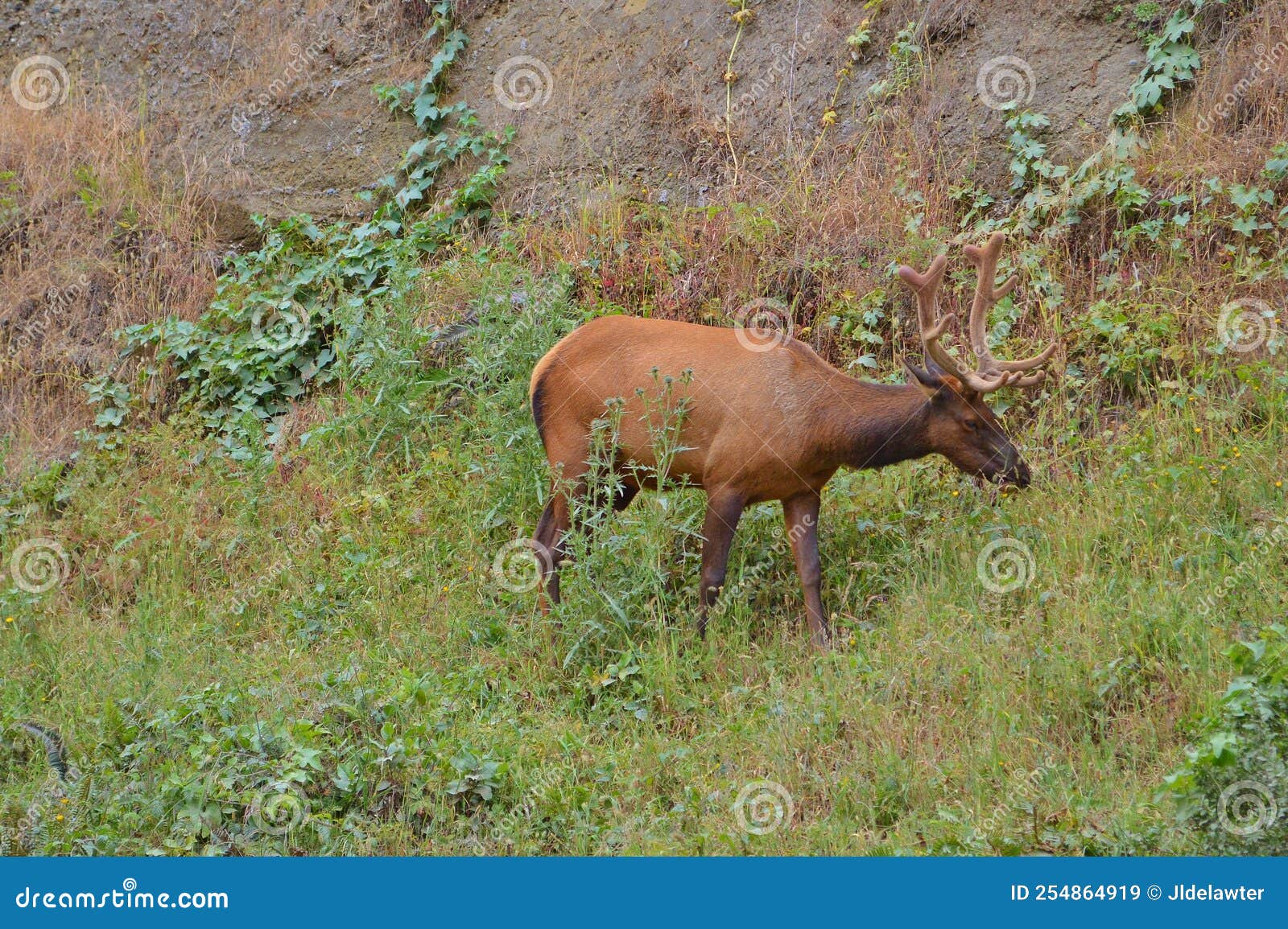 Grande alce no Colorado imagem de stock. Imagem de comer - 254864919
