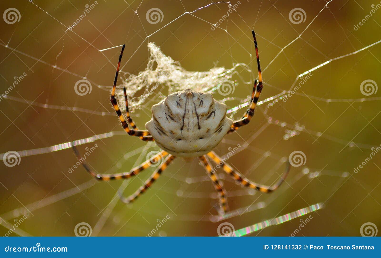 Grande Aranha, Lobata Do Argiope Foto de Stock - Imagem de animal ...