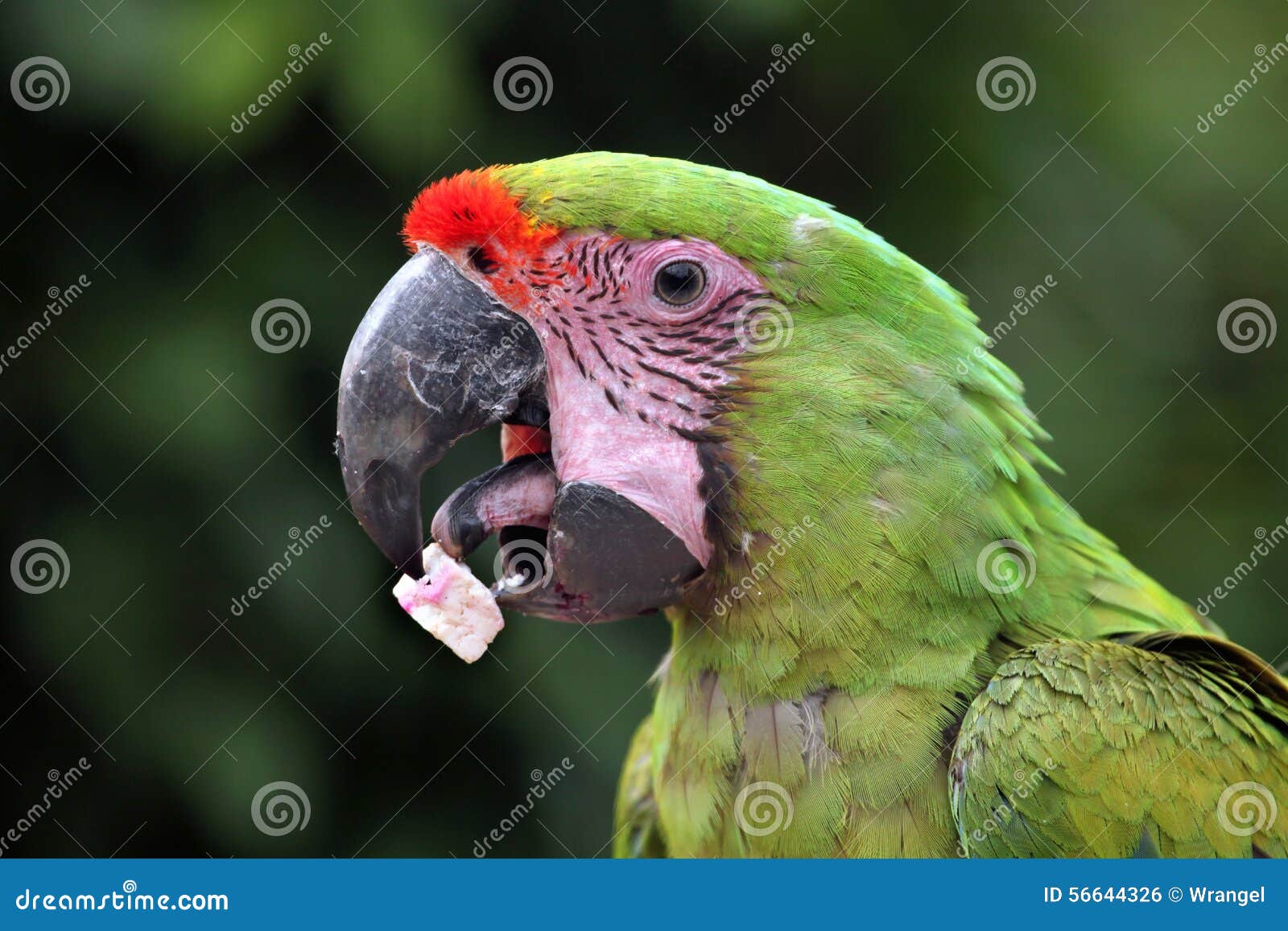 Grande Arara Verde (ambiguus Das Aros) Foto de Stock - Imagem de ...