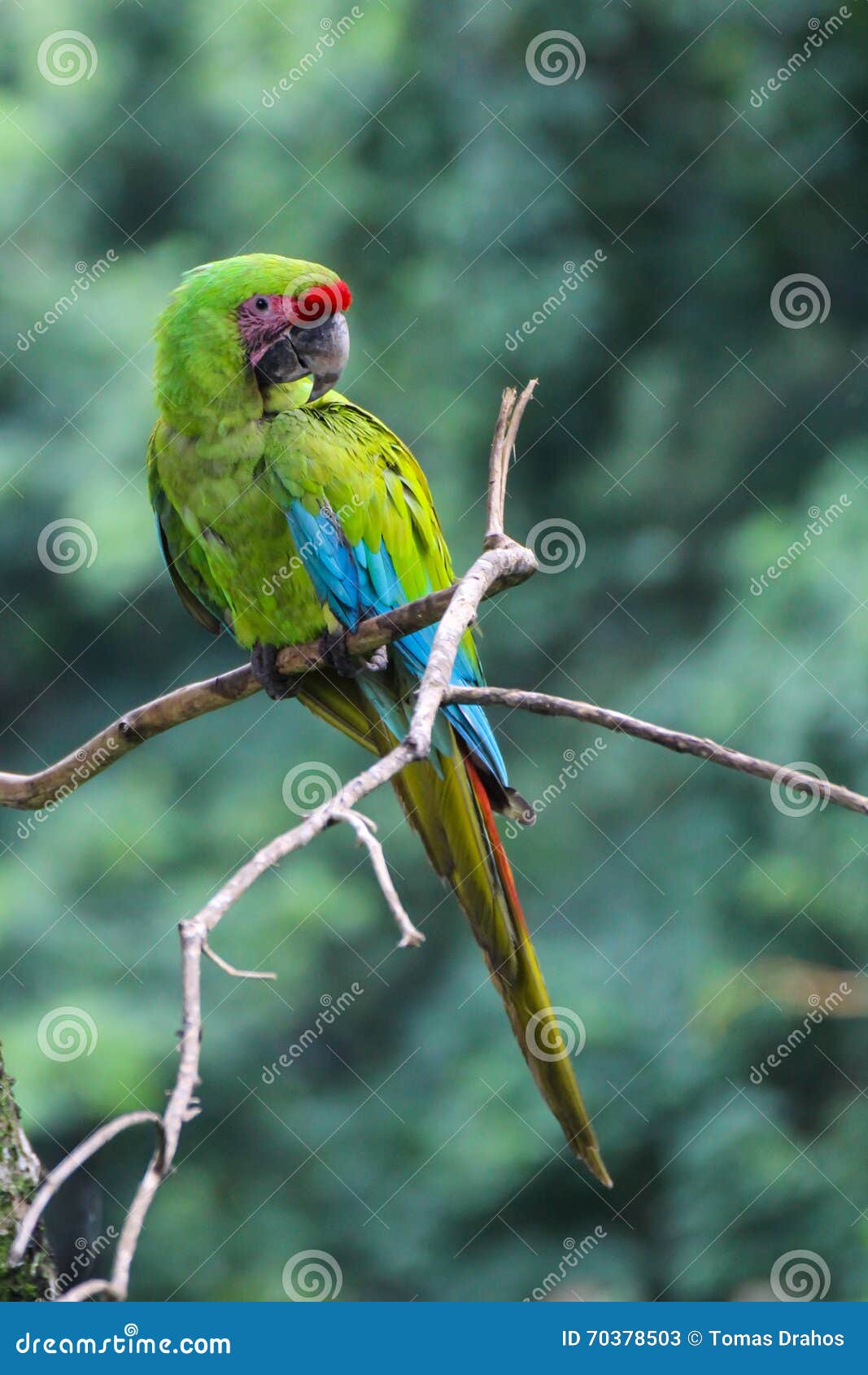 Grande Arara Verde - Ara Ambiguus Imagem de Stock - Imagem de arara ...