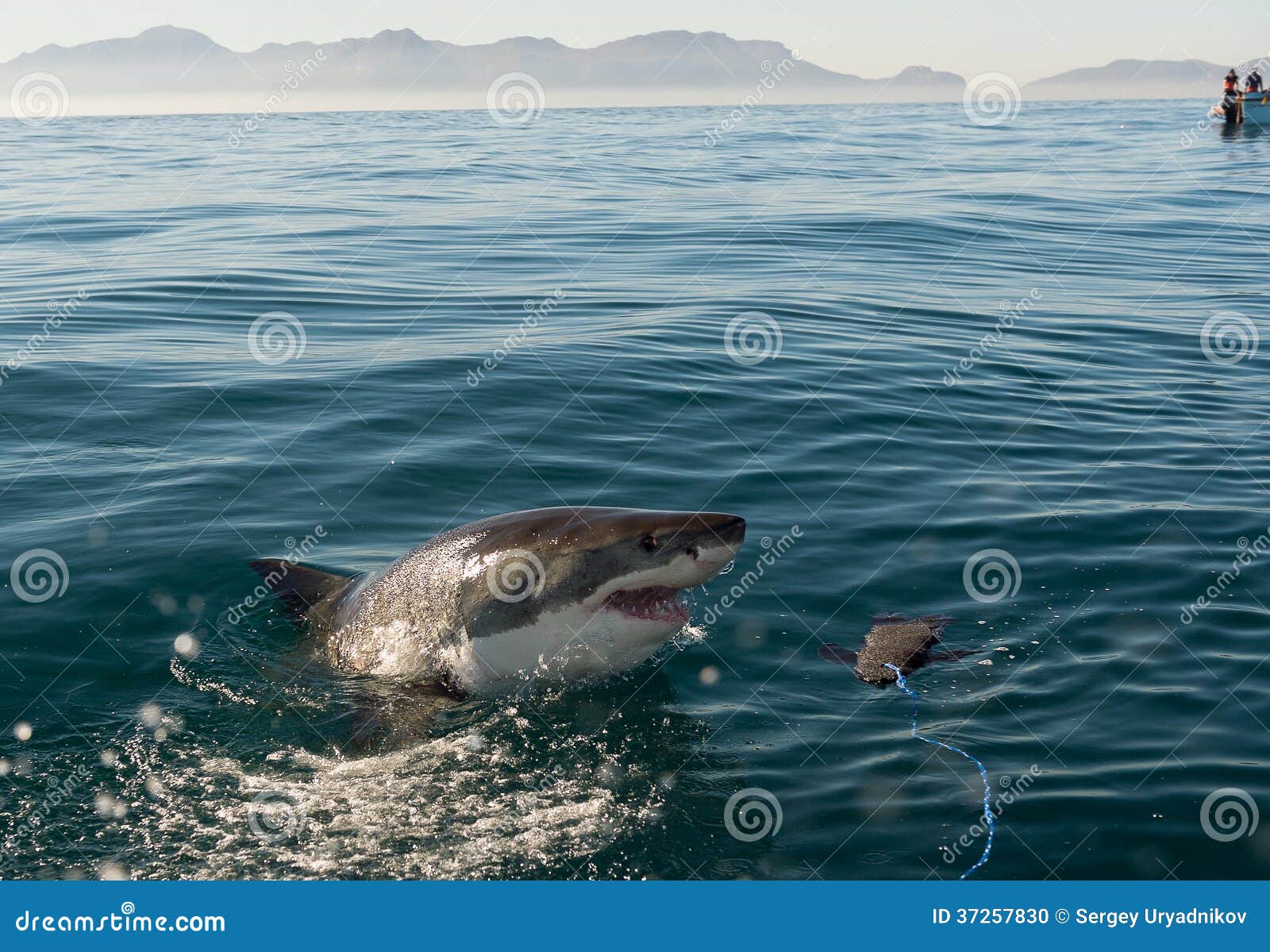 117 Photos de Grande Attaque De Requin Blanc - Photos de stock ...