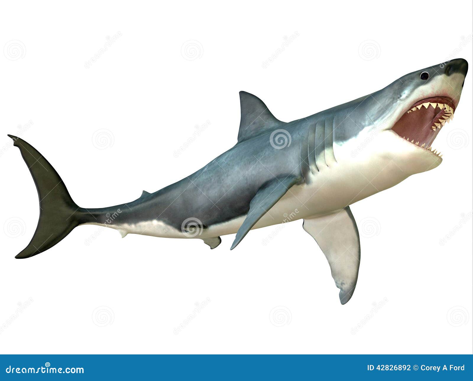 Grande Attaque De Requin Blanc Photo stock - Image du colossal, dents ...