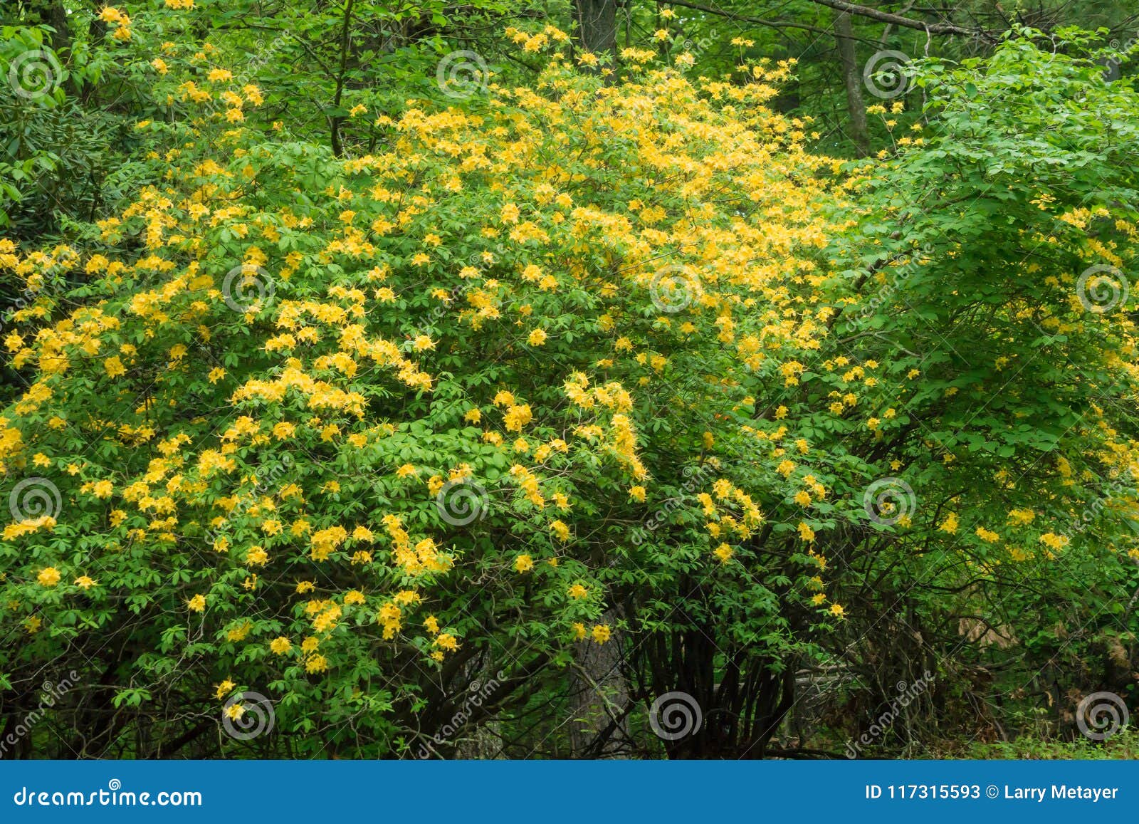 Grande Azalea Shrub Sauvage En Fleur Image stock - Image du falaises ...