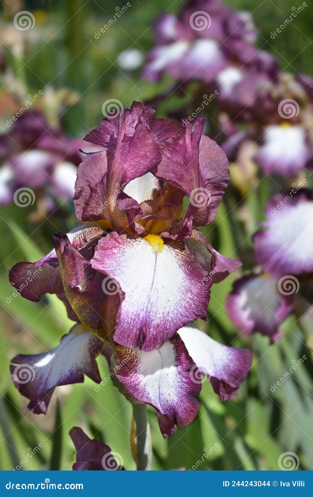 Grande Barbe Iris Crinoline Photo stock - Image du iris, fleur: 244243044