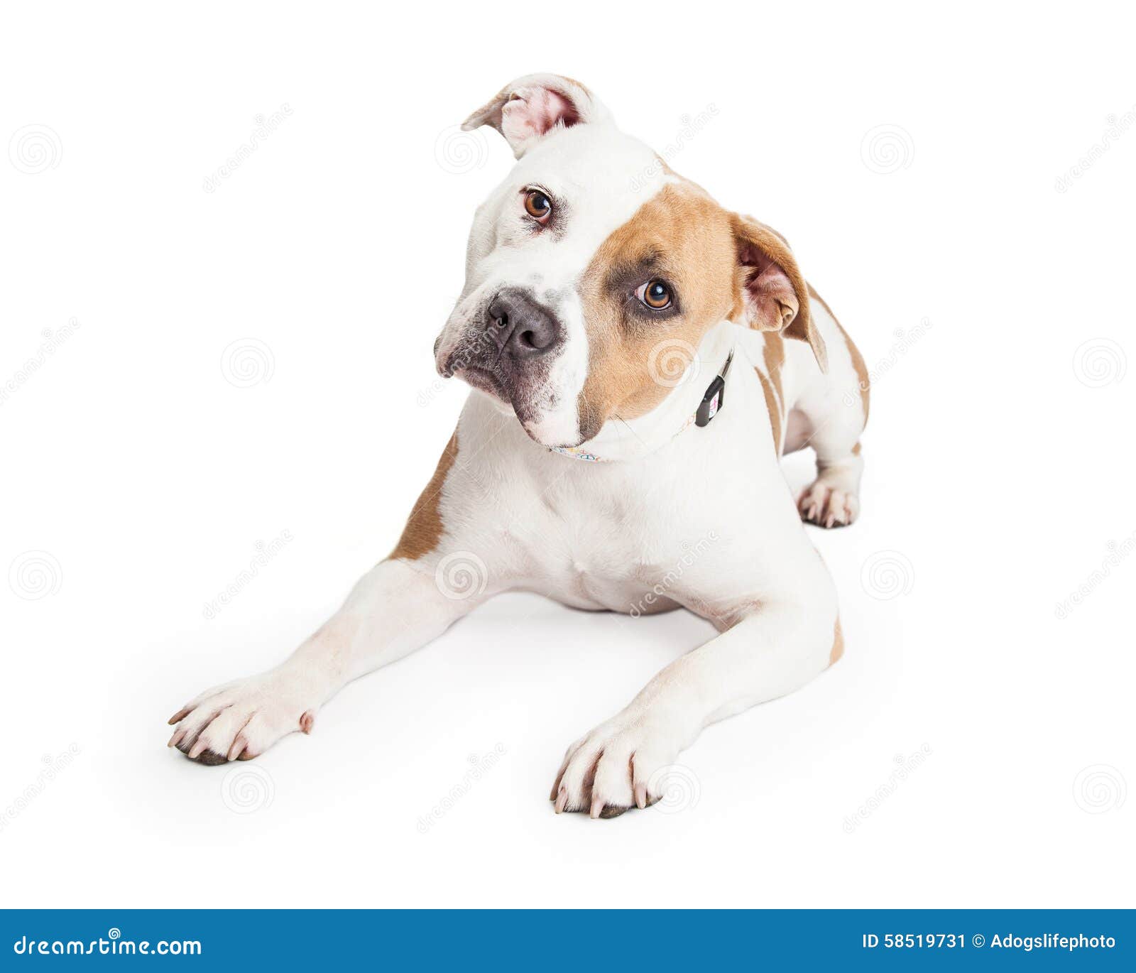 Grande Bello Pit Bull Dog Attento Immagine Stock - Immagine di disteso ...