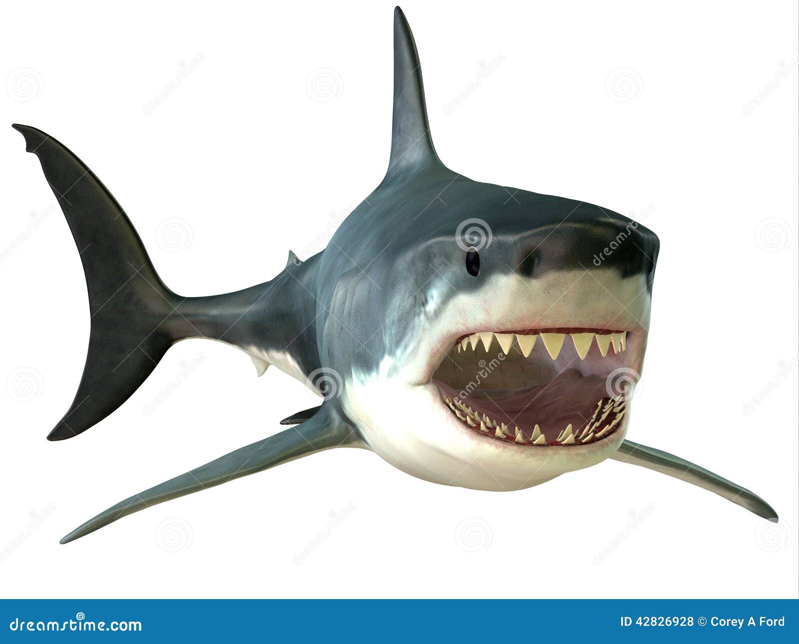 Grande Boca Do Tubarão Branco Foto de Stock - Imagem de dentes ...