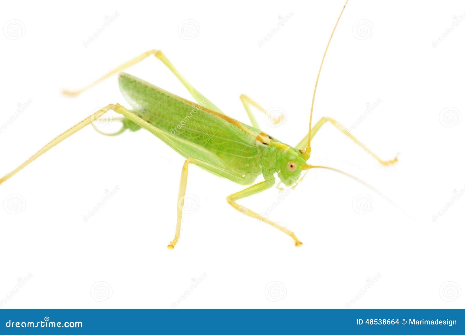 Grande Bush-Grillo verde fotografia stock. Immagine di disgustoso ...