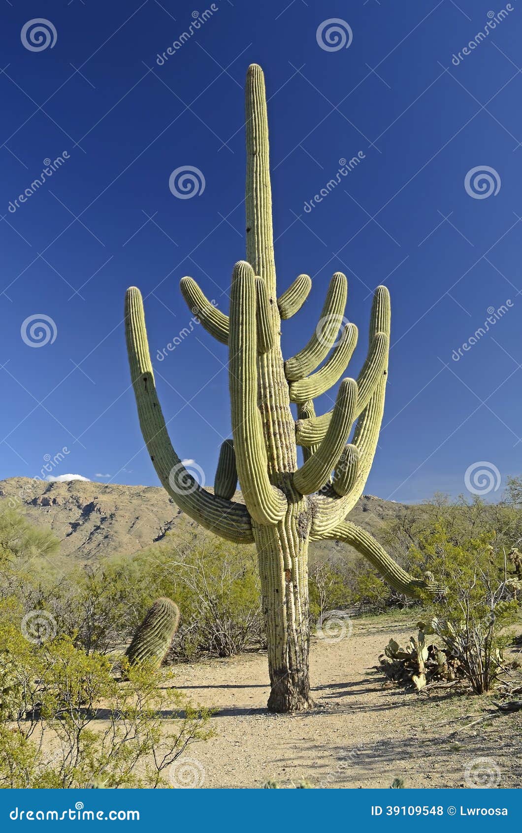 Grande cactus del saguaro fotografia stock. Immagine di deserto - 39109548