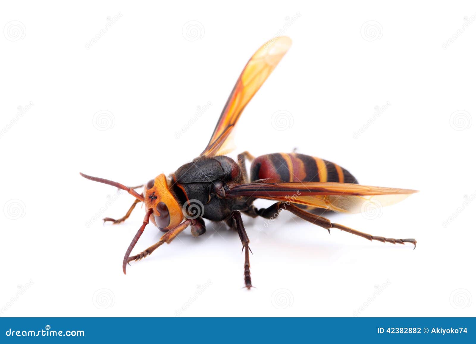 Grande calabrone fotografia stock. Immagine di gigante - 42382882