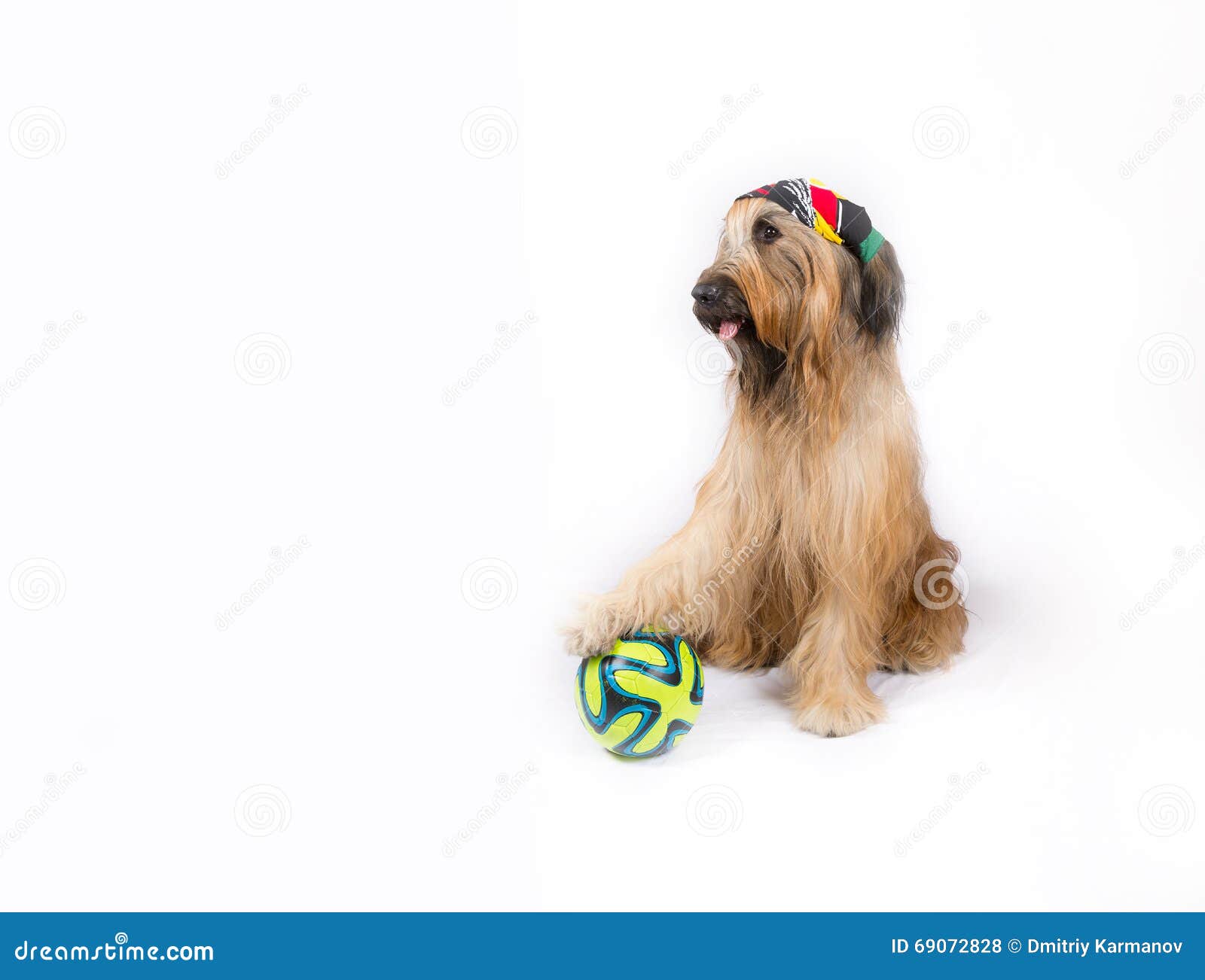 Grande Cane Da Pastore Francese Con Una Palla Fotografia Stock ...