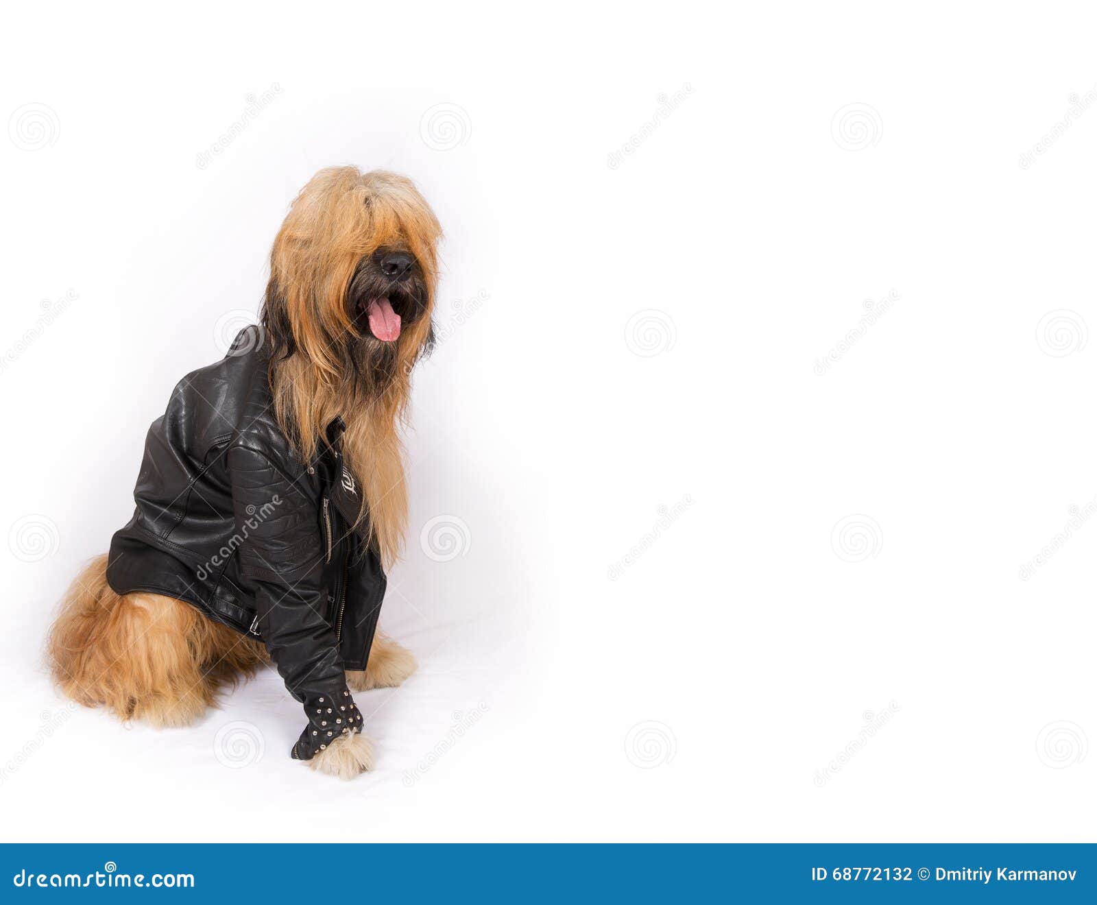 Grande Cane Da Pastore Francese in Un Bomber Nero Fotografia Stock ...
