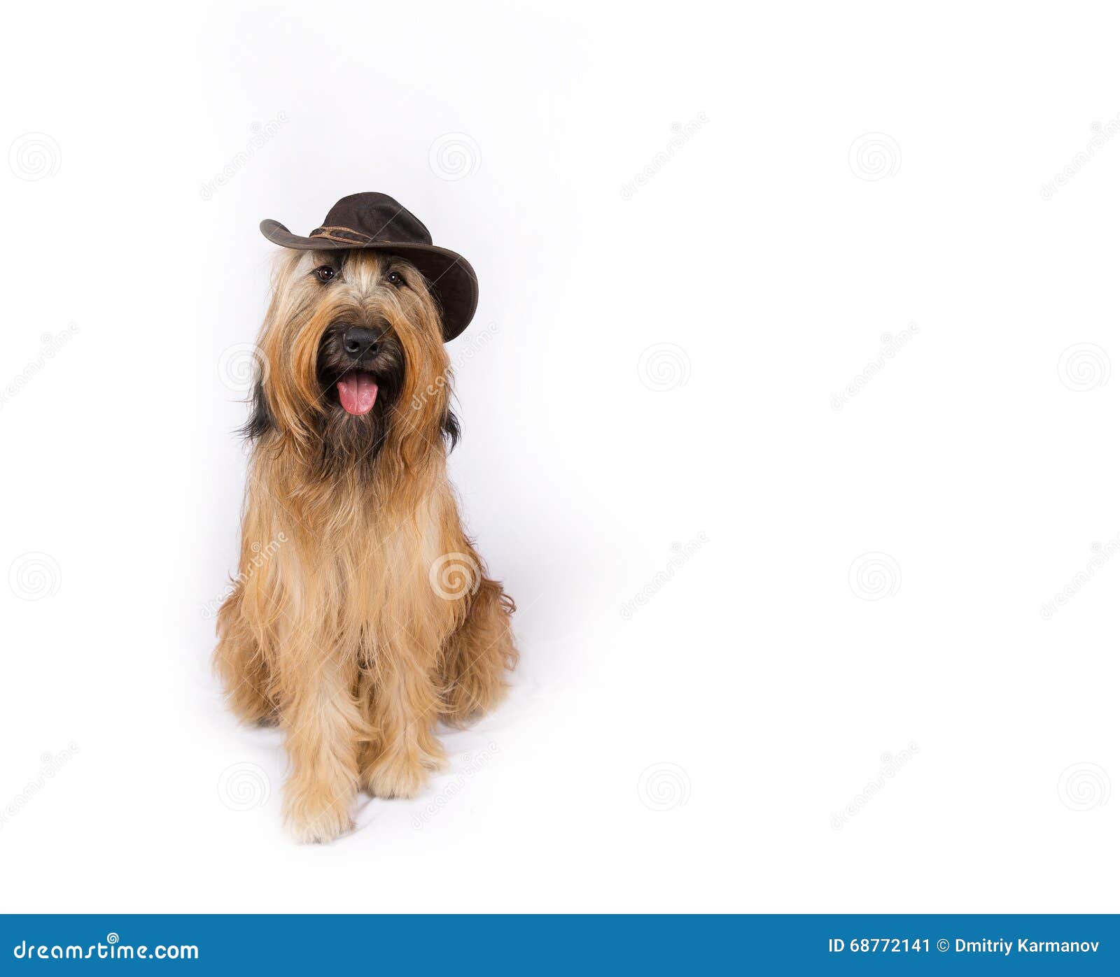 Grande Cane Da Pastore Francese in Un Cappello Da Cowboy Immagine Stock ...