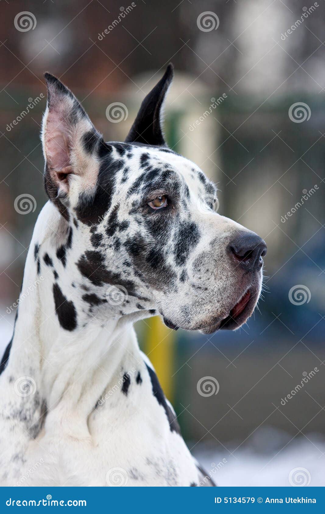 Grande cane del danese immagine stock. Immagine di grande - 5134579