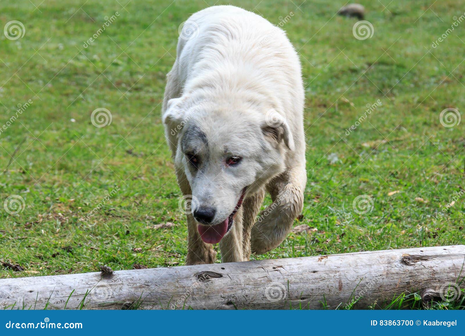 Grande cane di alabai fotografia stock. Immagine di aperto - 83863700