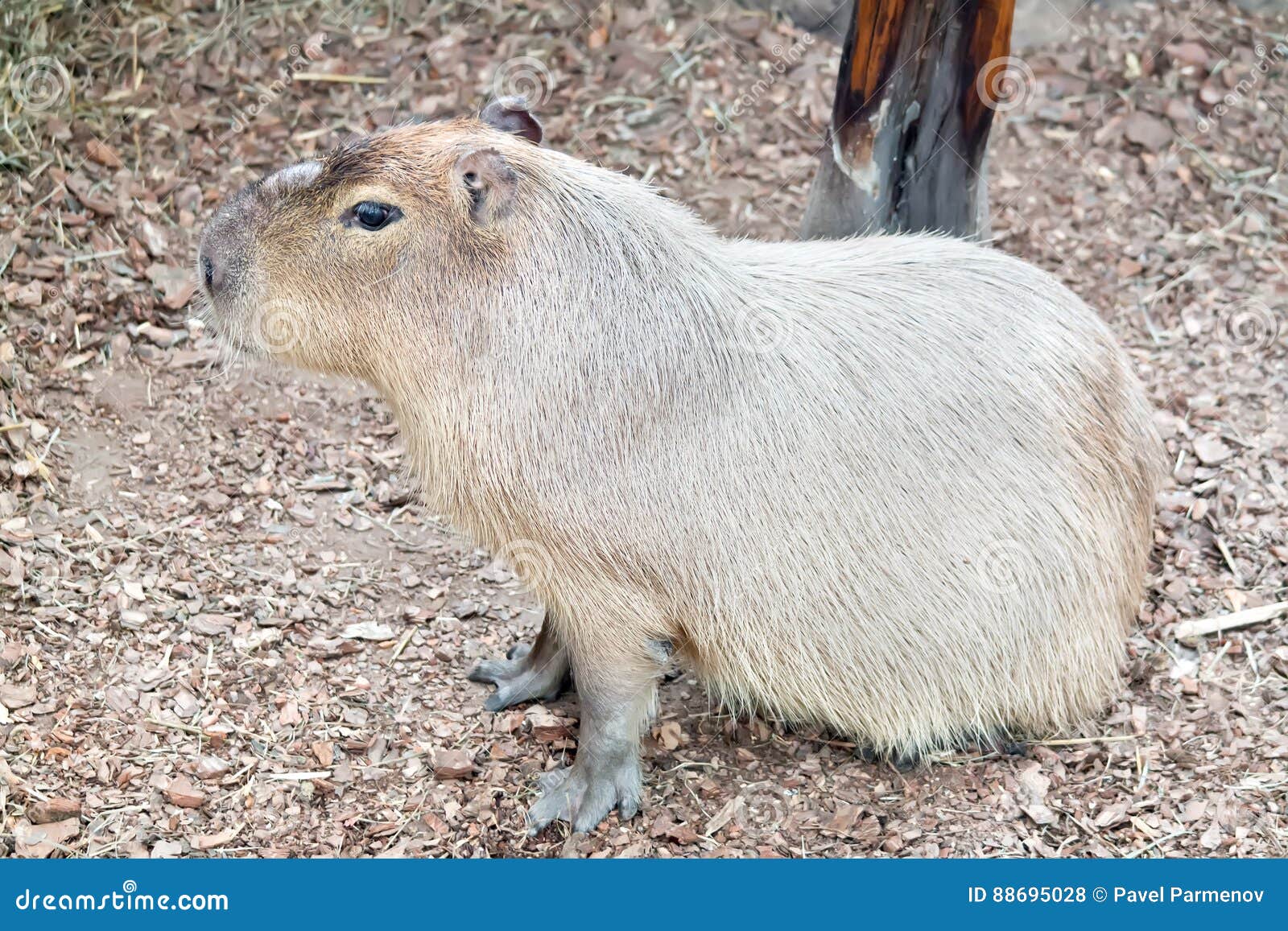 Grande Capybara Del Roditore Fotografia Stock - Immagine di femmina ...