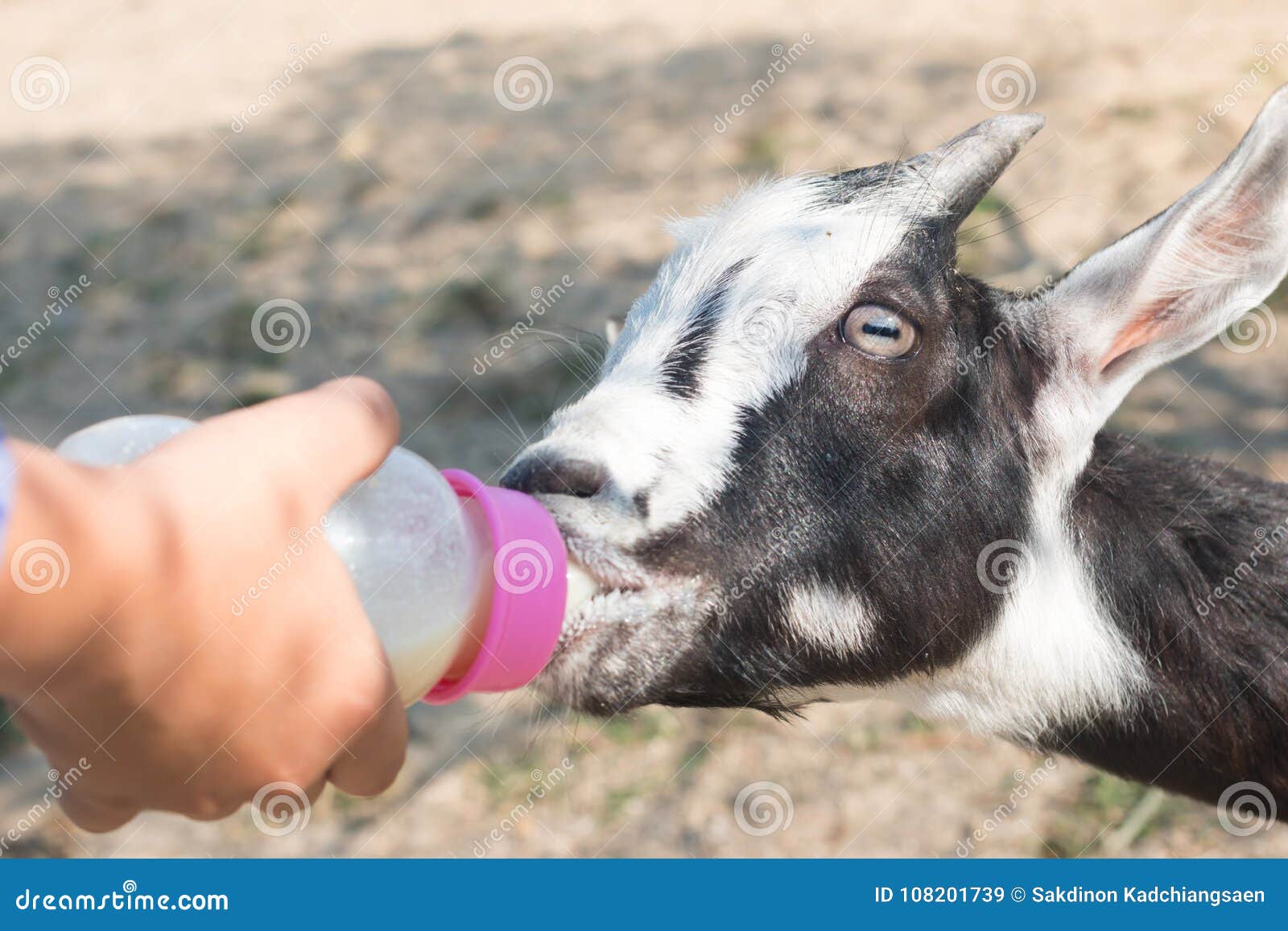 Grande Chèvre Noire Et Blanche Image stock - Image du blanc, brun ...