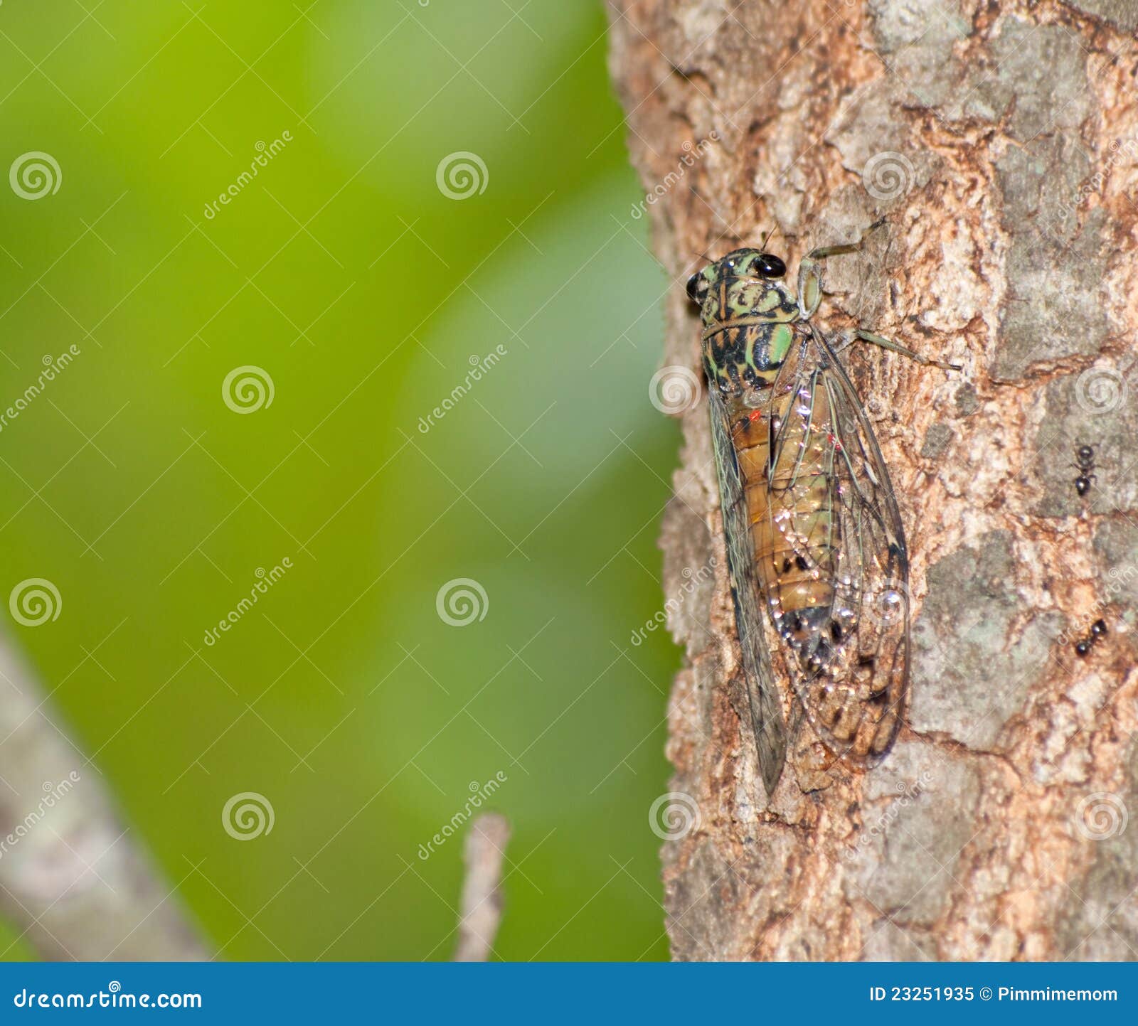Grande cicala occidentale immagine stock. Immagine di insetto - 23251935