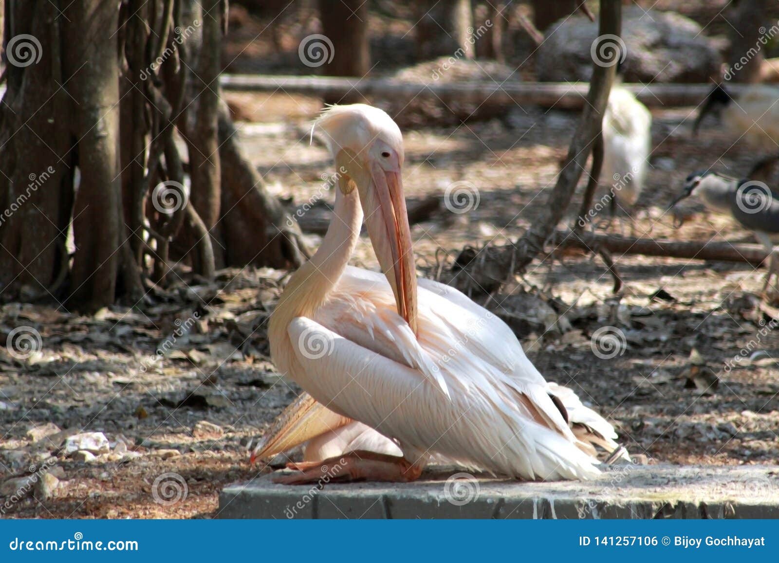 Grande Cicogna Che Si Siede Silenziosamente in Uno Zoo Fotografia Stock ...