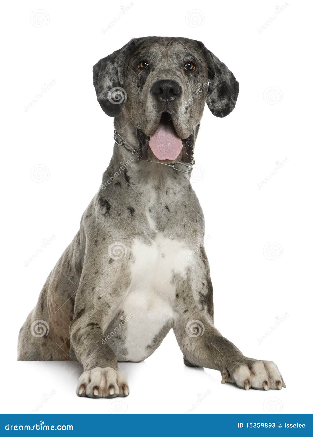 Grande danese, 1 anno immagine stock. Immagine di mammifero - 15359893