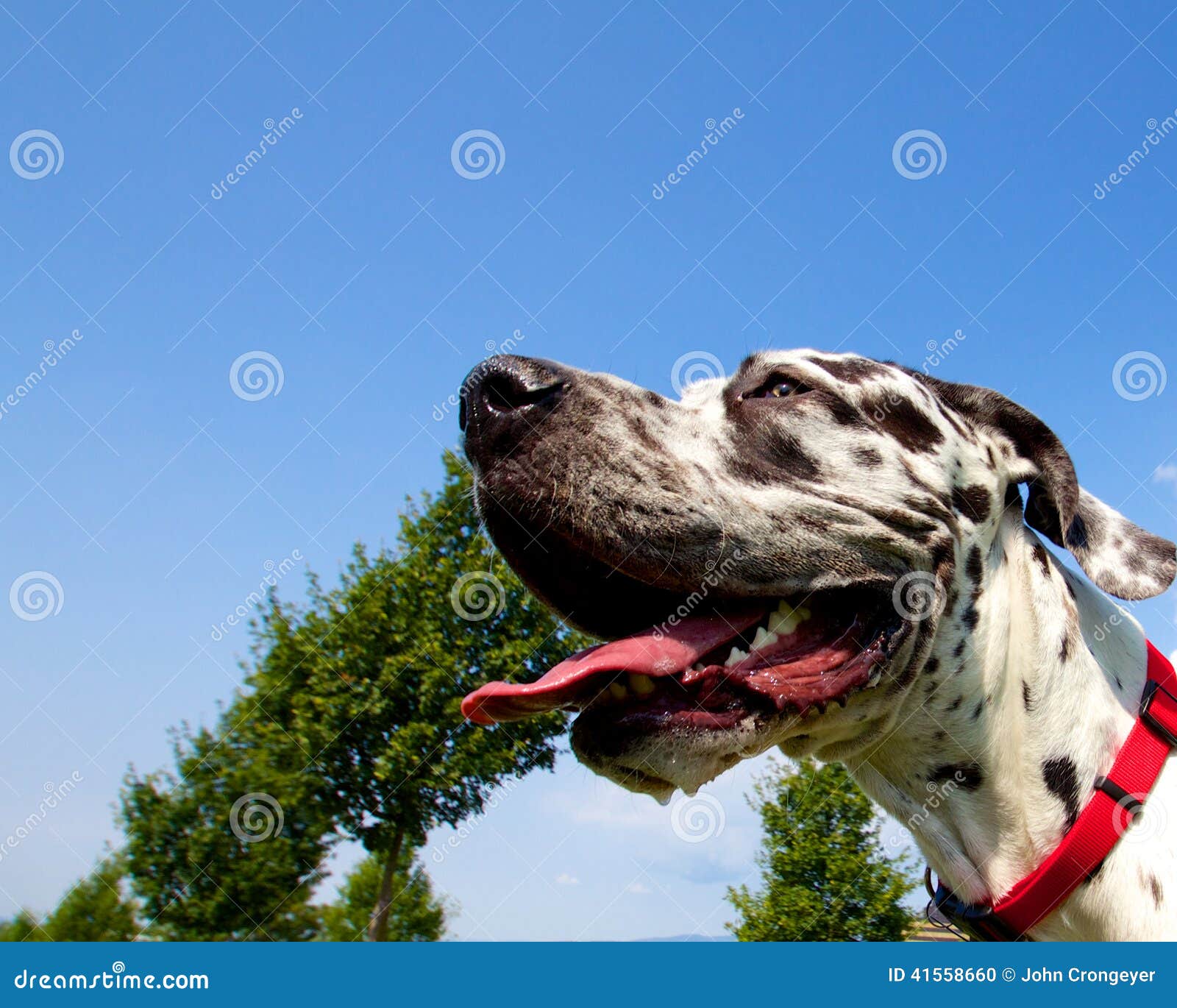 Grande danese fotografia stock. Immagine di cane, felice - 41558660