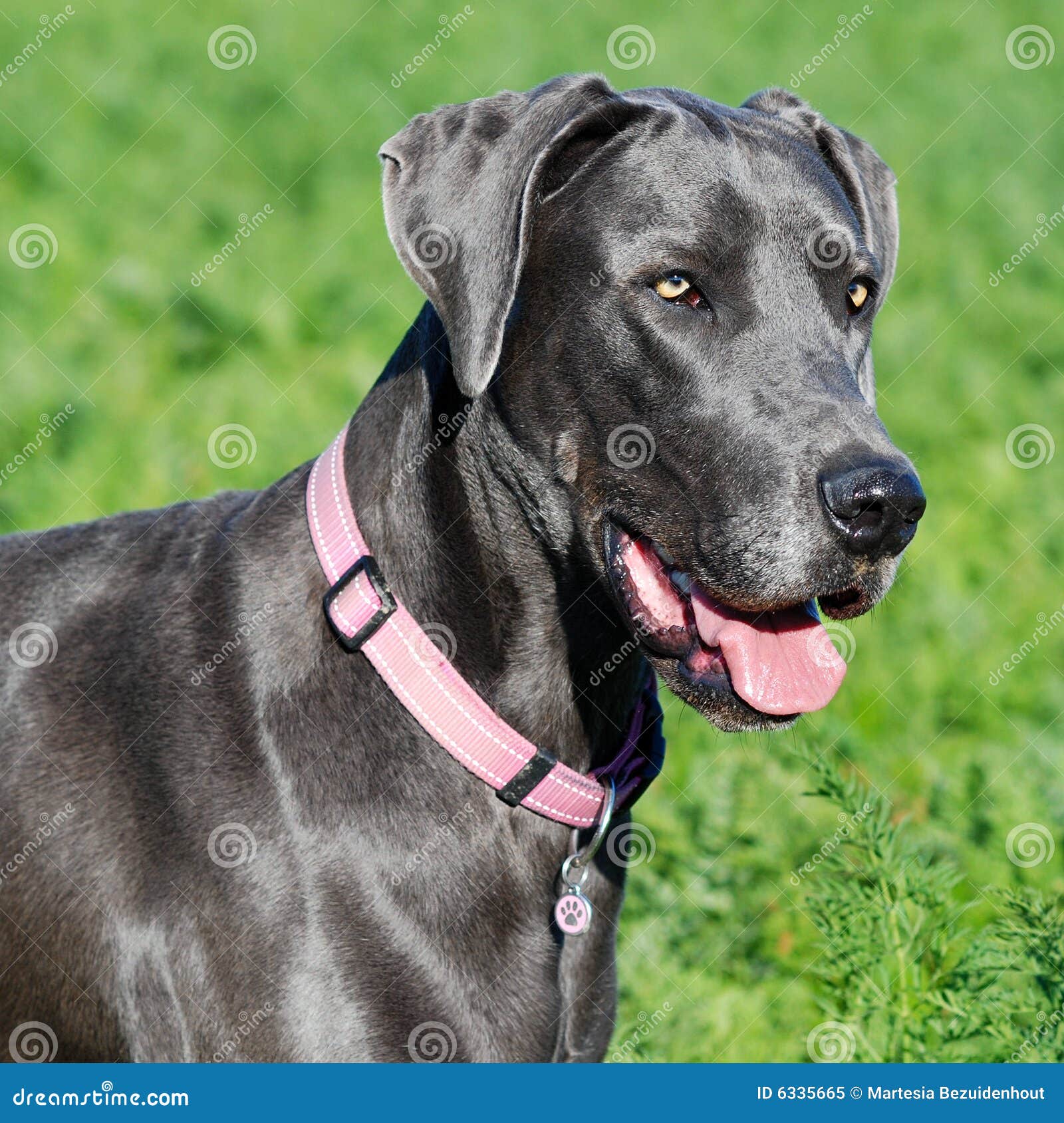 Grande danese nel campo immagine stock. Immagine di nave - 6335665