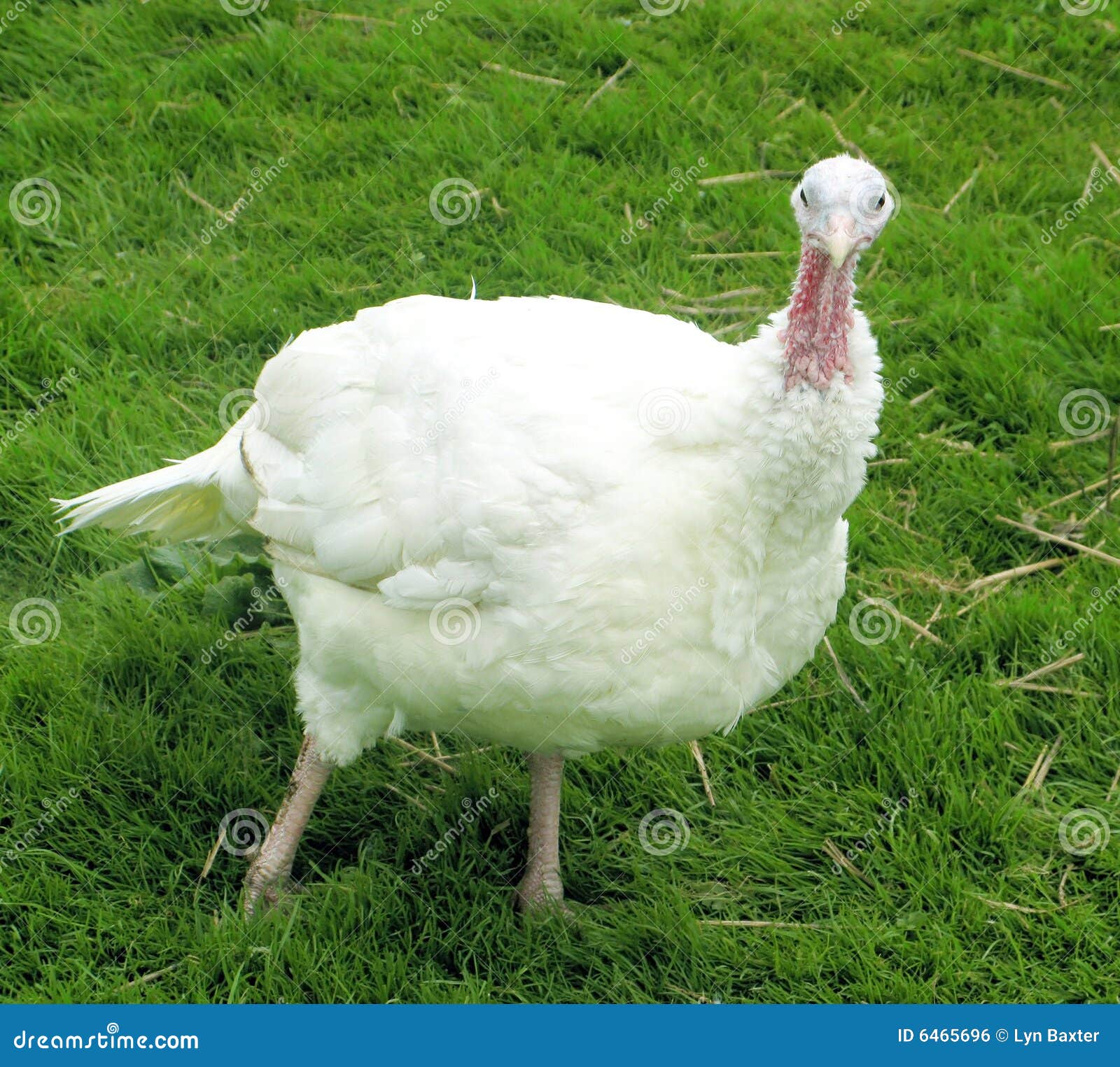 Grande Dinde Blanche Breasted Photo stock - Image du feathered, oiseau ...