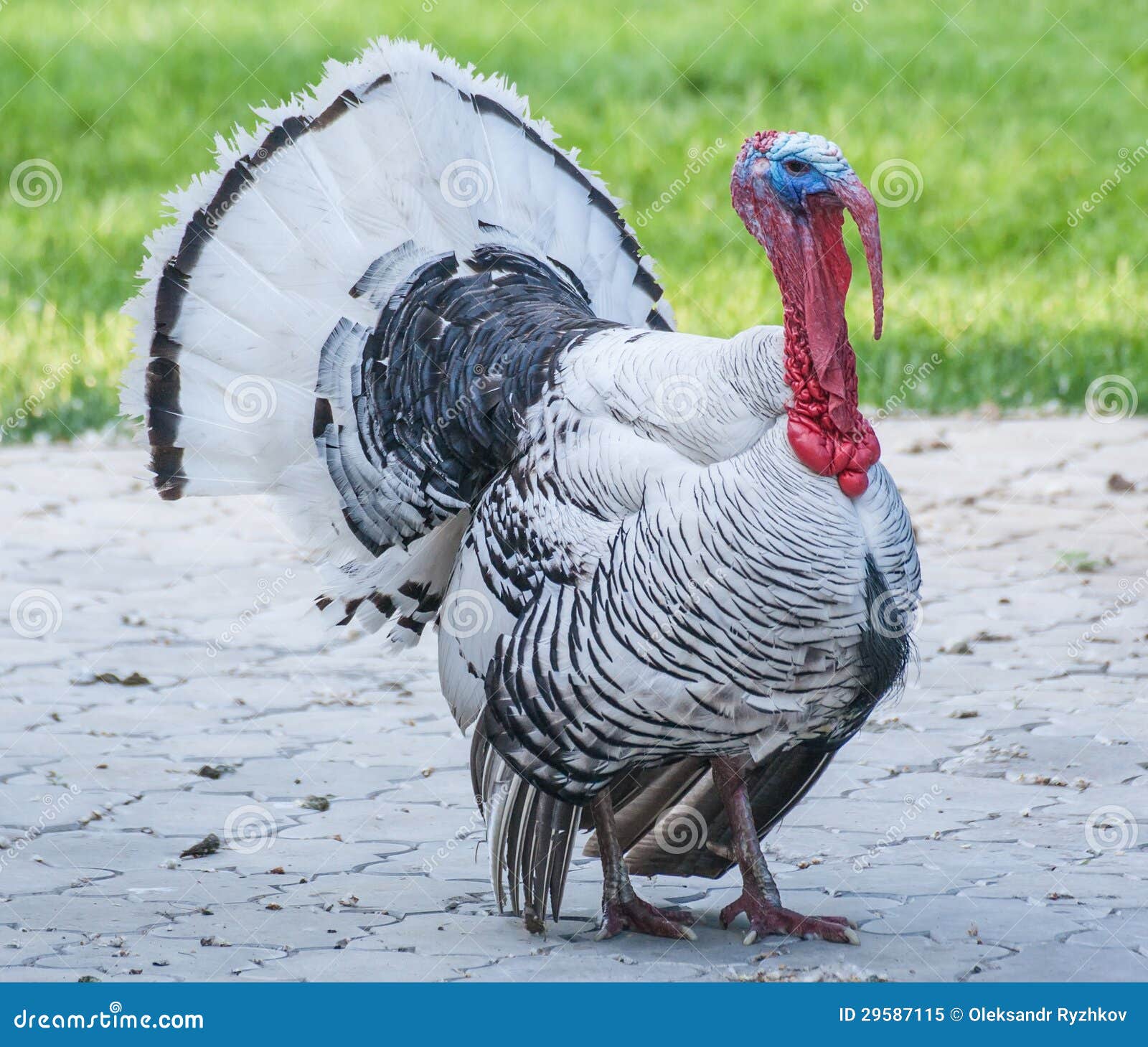 Grande Dinde Masculine Dans Des Environs Naturels Image stock - Image ...