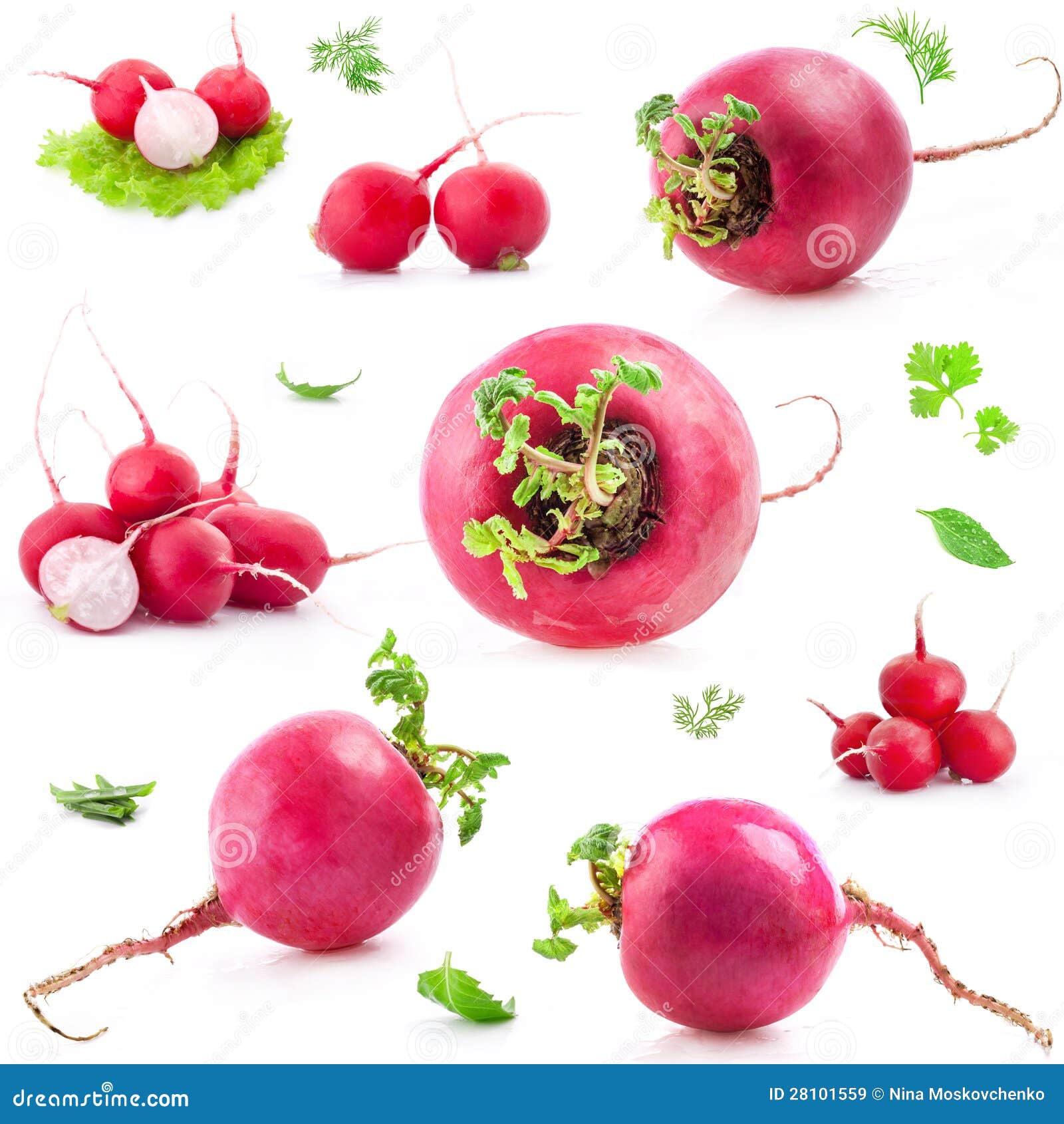 Grande E Piccolo Ravanello Rosso Immagine Stock - Immagine di puro ...