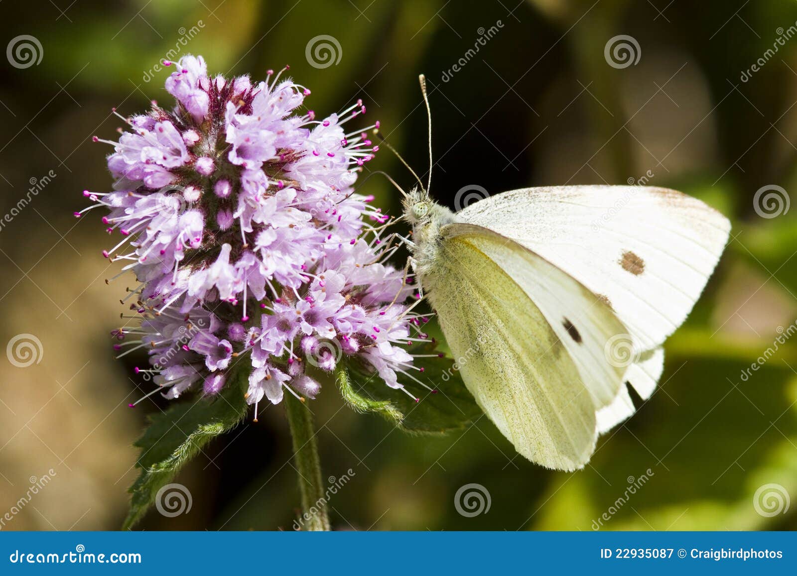 Grande farfalla bianca immagine stock. Immagine di nave - 22935087