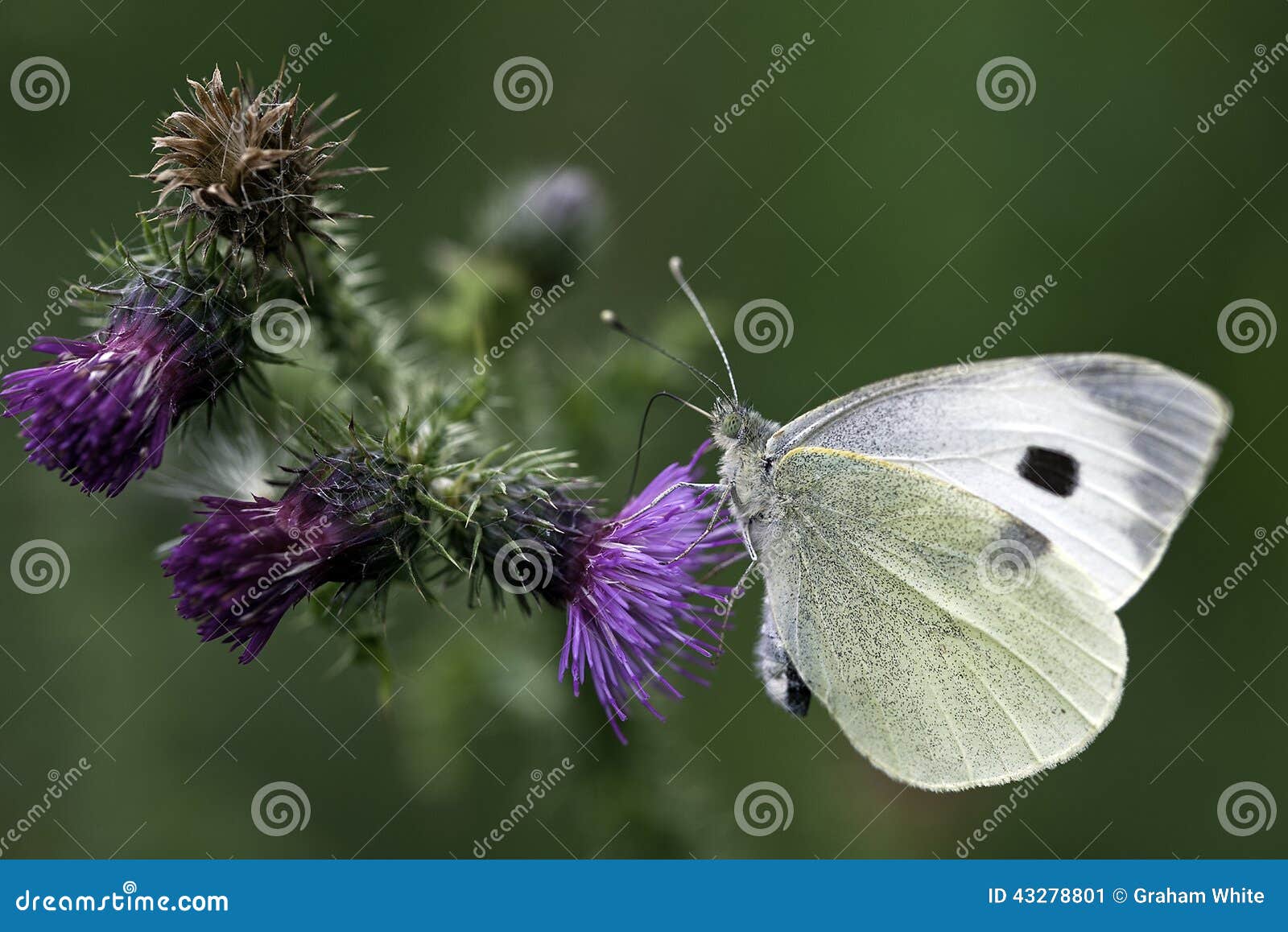 Grande farfalla bianca immagine stock. Immagine di pianta - 43278801