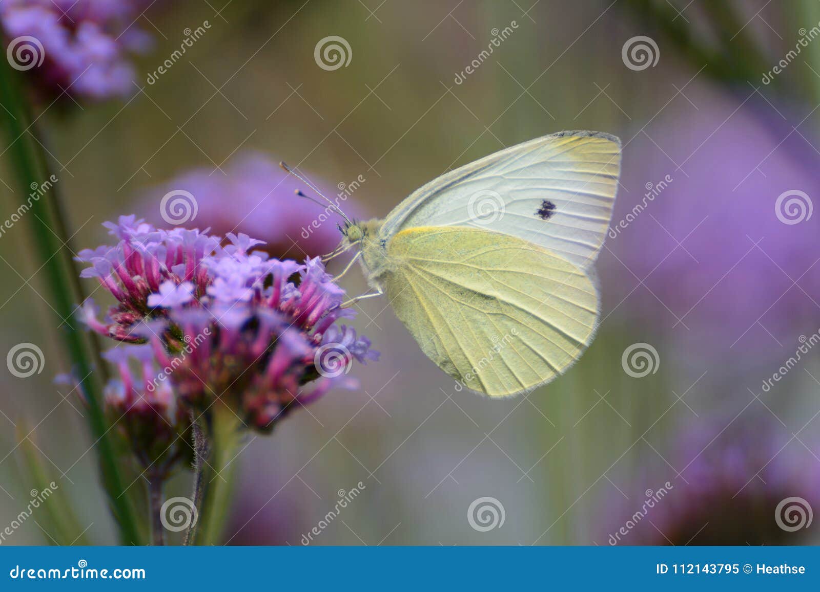 Grande Farfalla Bianca Su Verbena Viola Immagine Stock - Immagine di ...