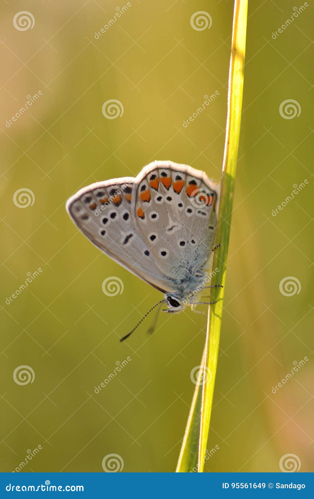 Grande farfalla blu immagine stock. Immagine di europeo - 95561649