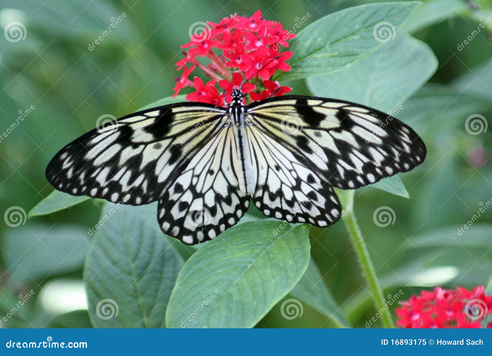 Grande Farfalla Della Crisalide Dell'albero Immagine Stock - Immagine ...