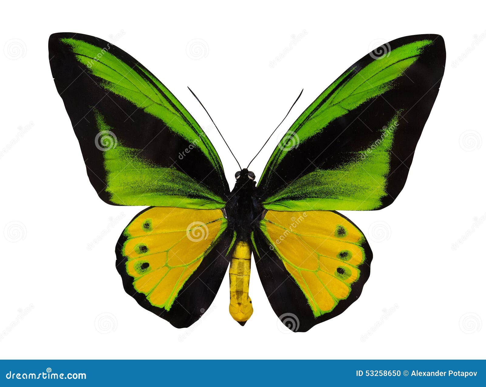 Grande Farfalla Isolata Gialla E Verde Fotografia Stock - Immagine di ...