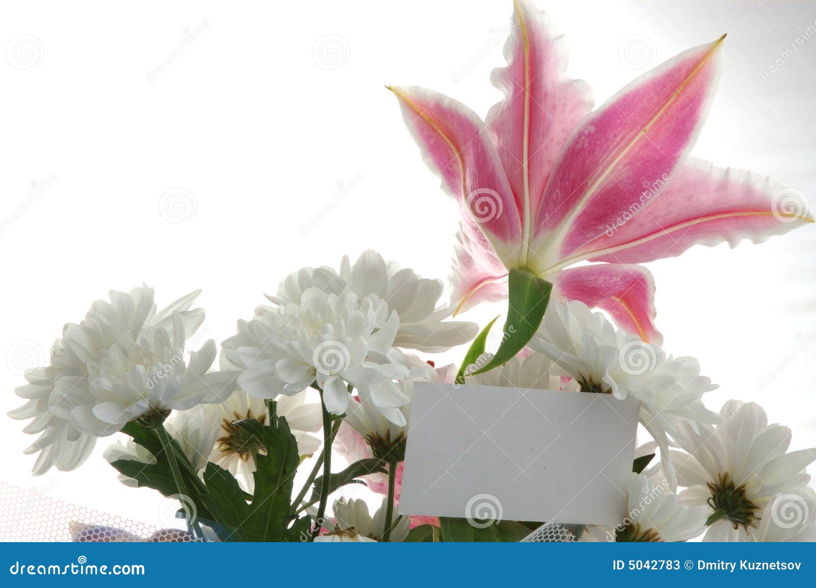 Grande Fleur Ouverte Molle Et Tendre Rose Image. Image: 5042783