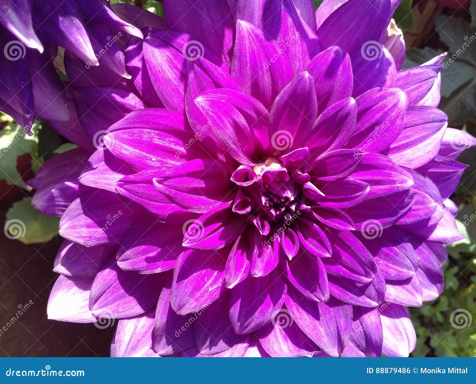 Grande fleur pourpre photo stock. Image du maman, pâques - 88879486
