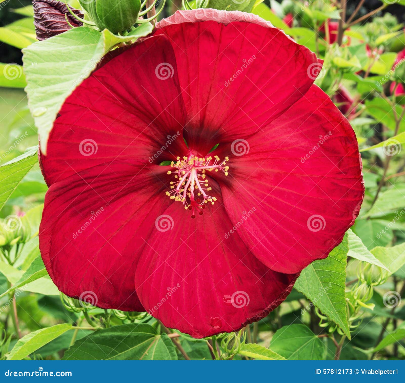 Grande Fleur Rouge De Ketmie Image stock - Image of floraison, rouge ...