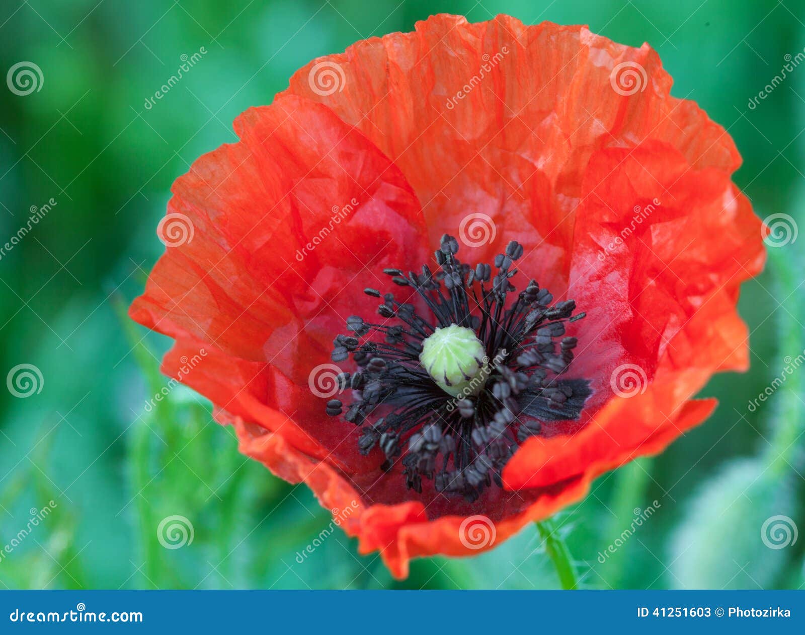 Grande Fleur Rouge De Pavot Image stock - Image du campagne, jardin ...