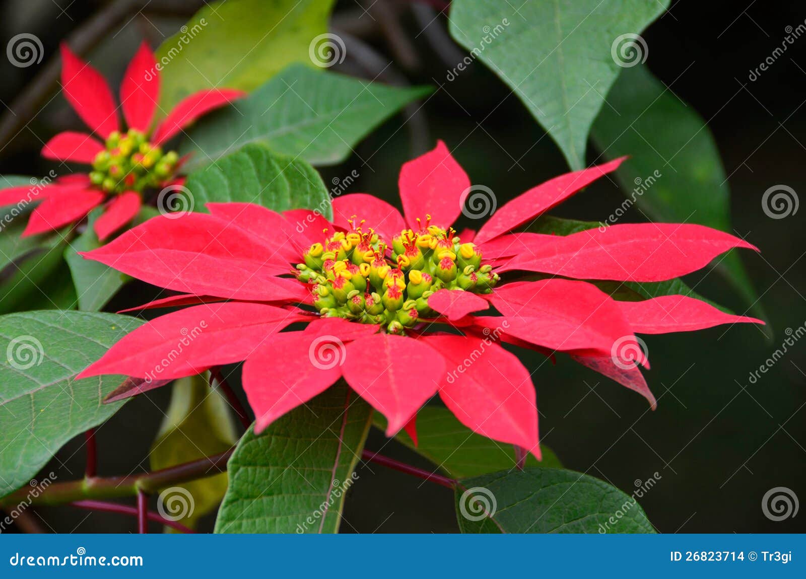 Grande Fleur Rouge De Poinsettia Dans Un Buisson Photo stock - Image du ...
