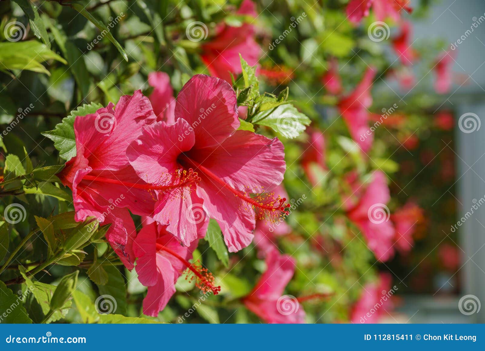 Grande Fleur Rouge De Rosa-sinensis De Ketmie Image stock - Image du ...