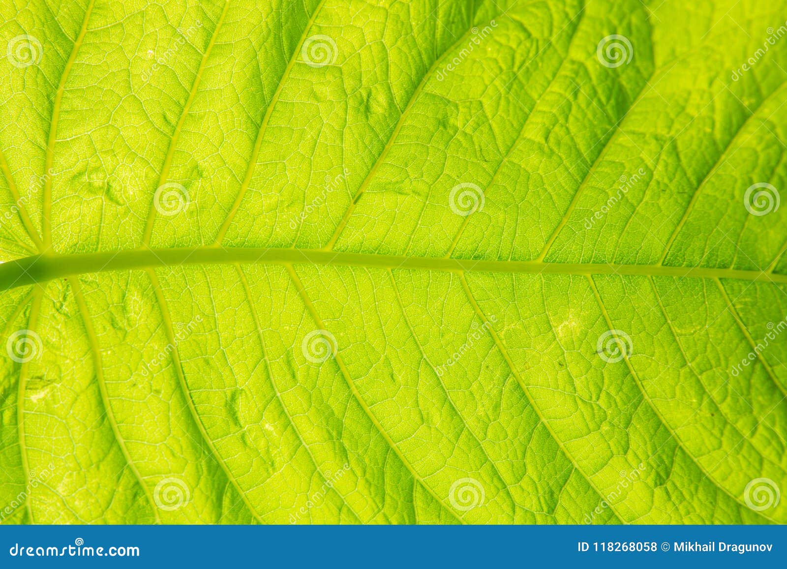 Grande Folha Verde Com a Luz Solar Que Brilha Completamente Foto de ...